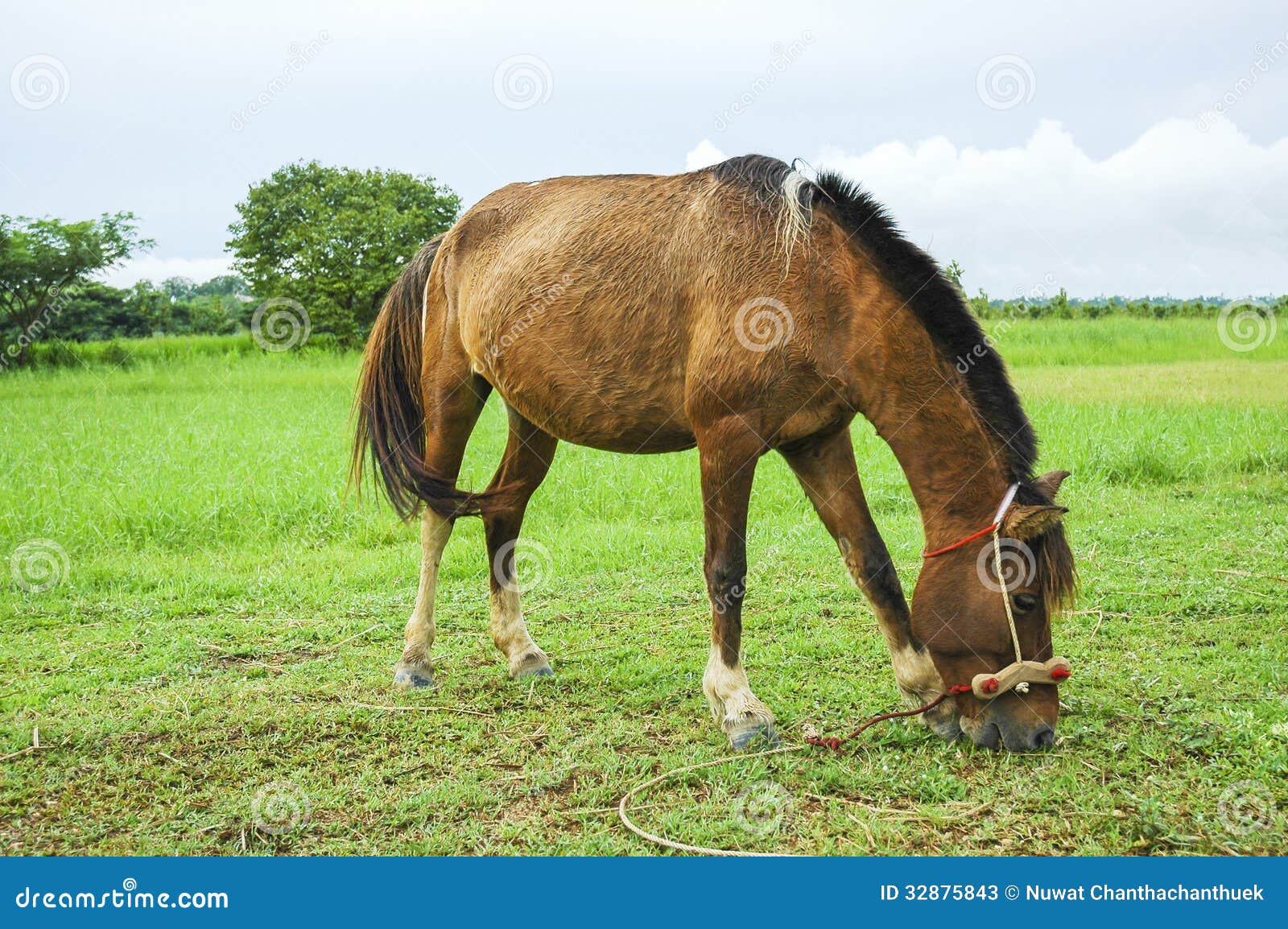 Het bruine paard eten stock afbeelding. Image of zoogdier - 32875843