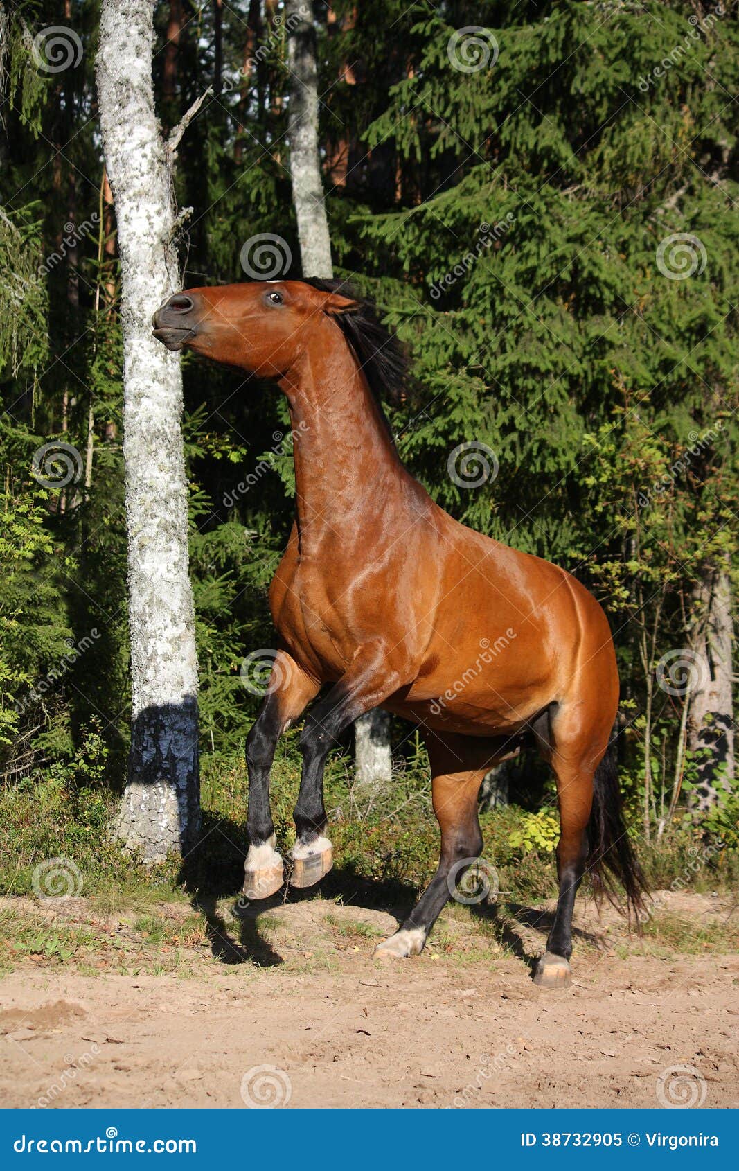 Het Bruine Paard Grootbrengen Omhoog in Het Bos Stock Afbeelding ...