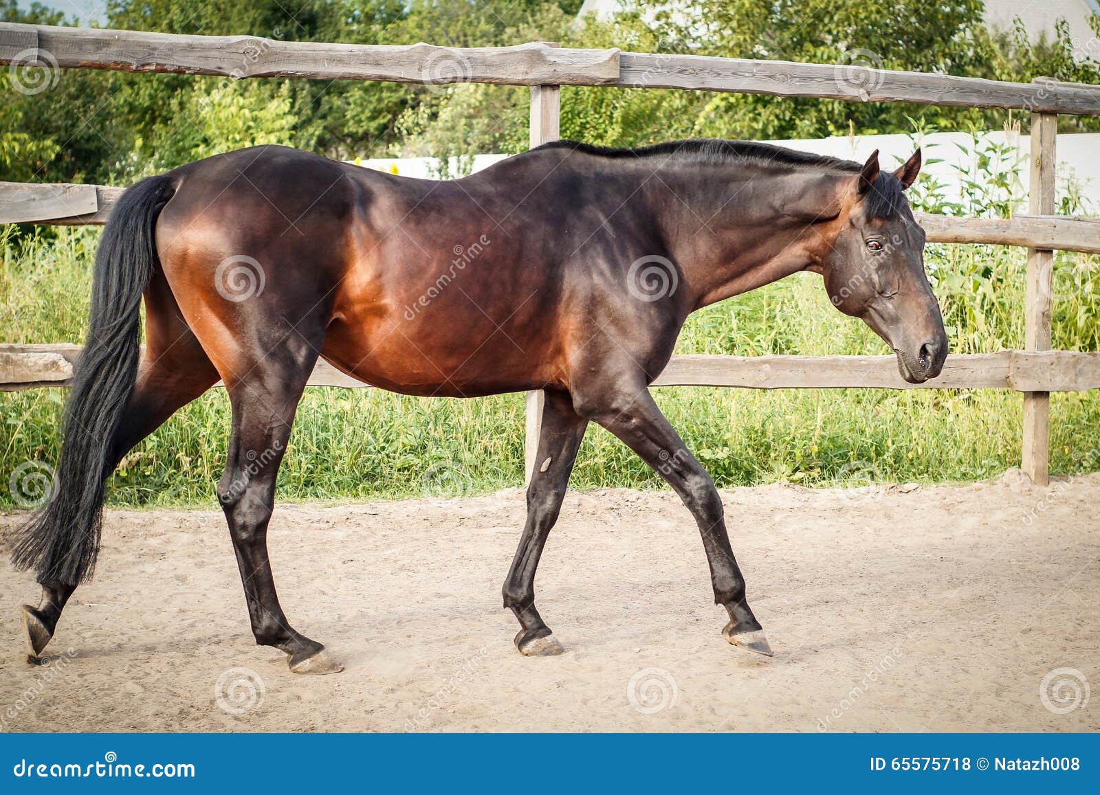 Het bruine paard lopen stock foto. Image of lente, hemel - 65575718