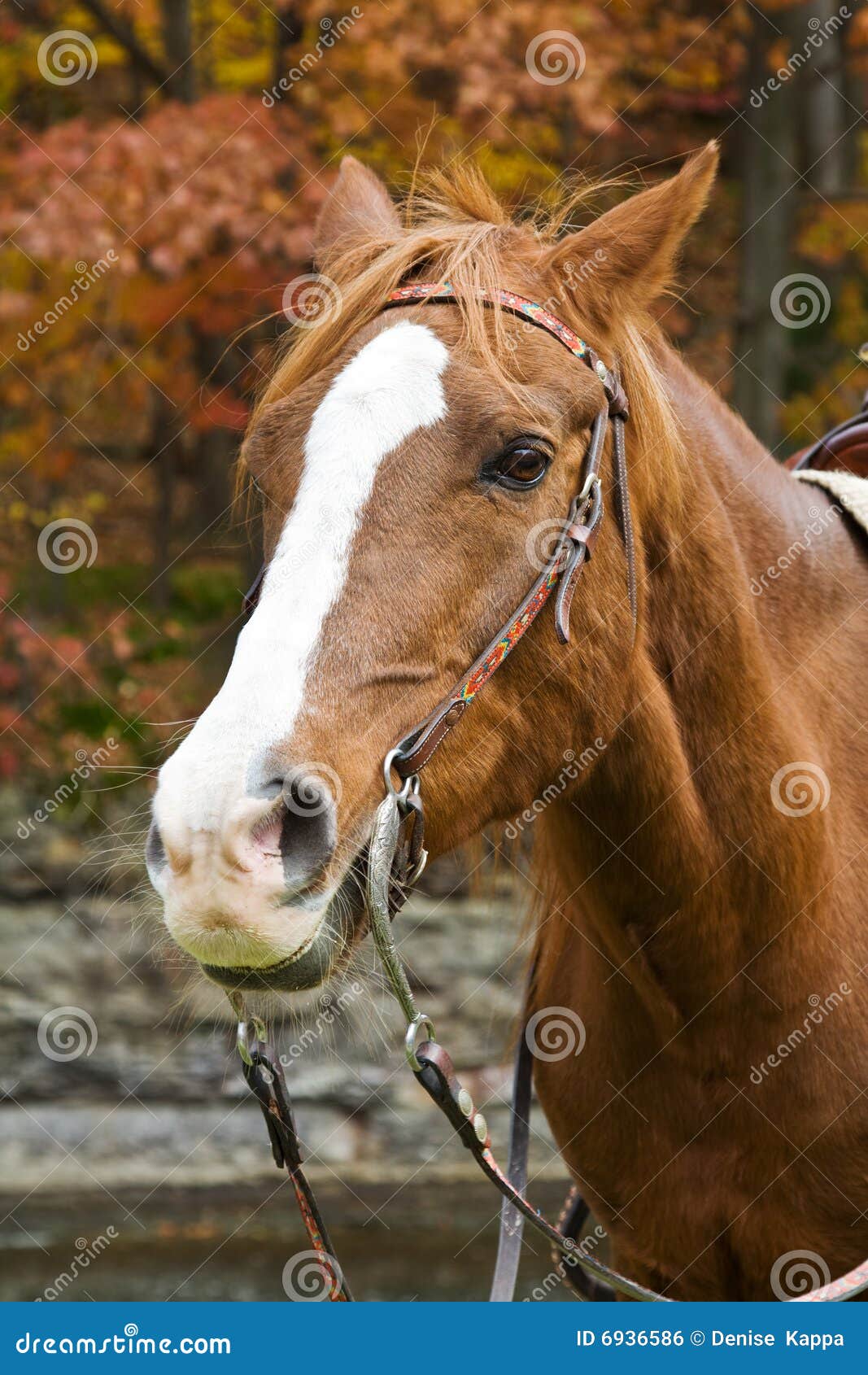 Het Bruine Paard Van Auturmn Stock Foto - Image of staart, teugel: 6936586