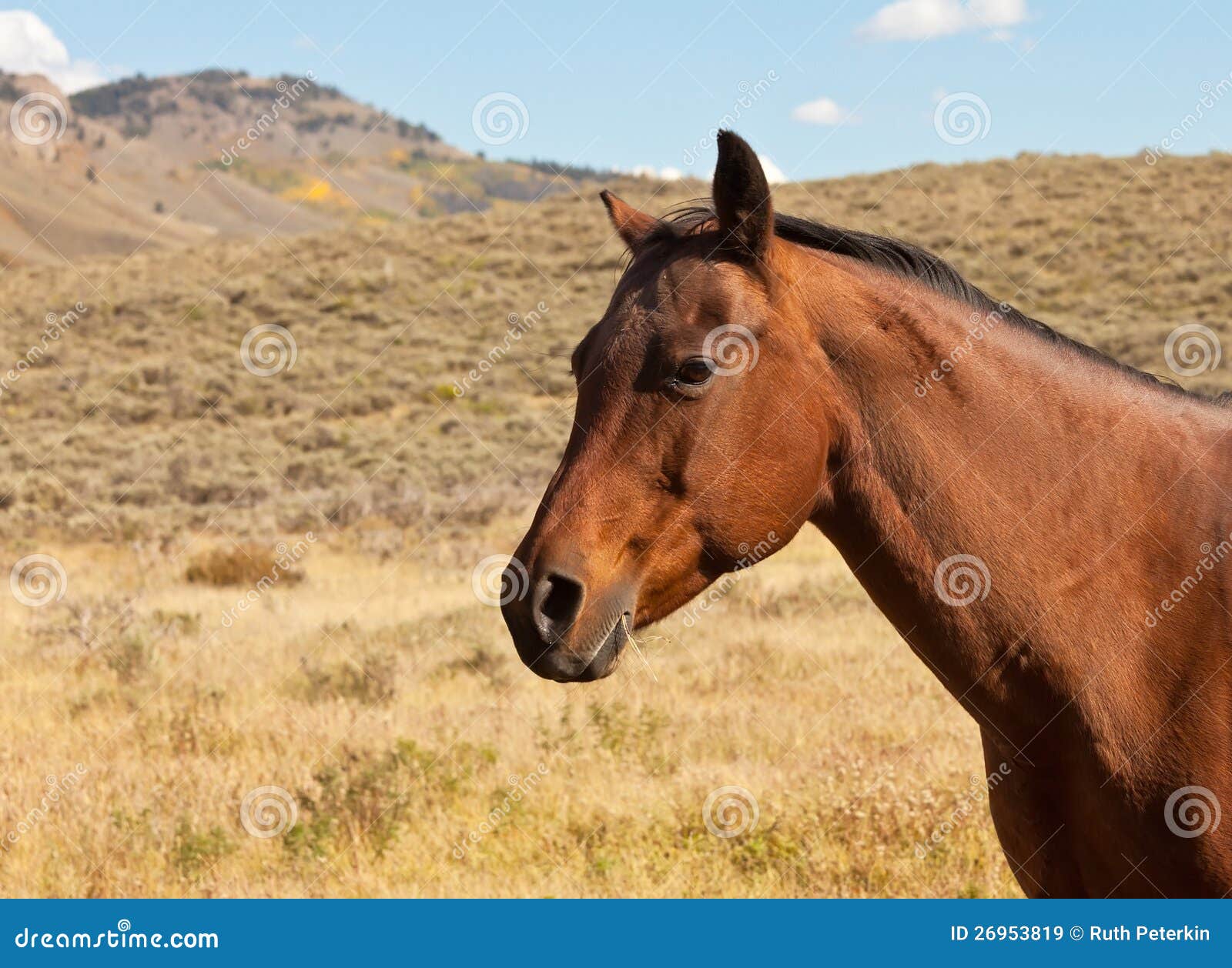 Het Bruine Paard Van De Kastanje Stock Afbeelding - Image of ...