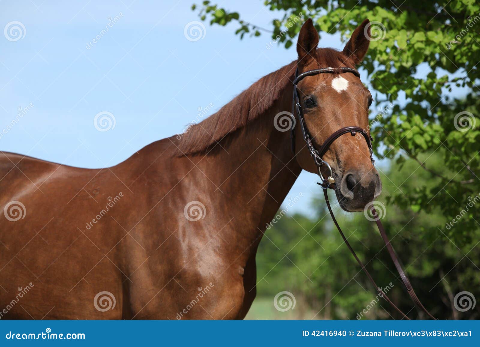 Het Bruine Paard Van Nice Met Witte Ster Op Hoofd Stock Foto - Image of ...