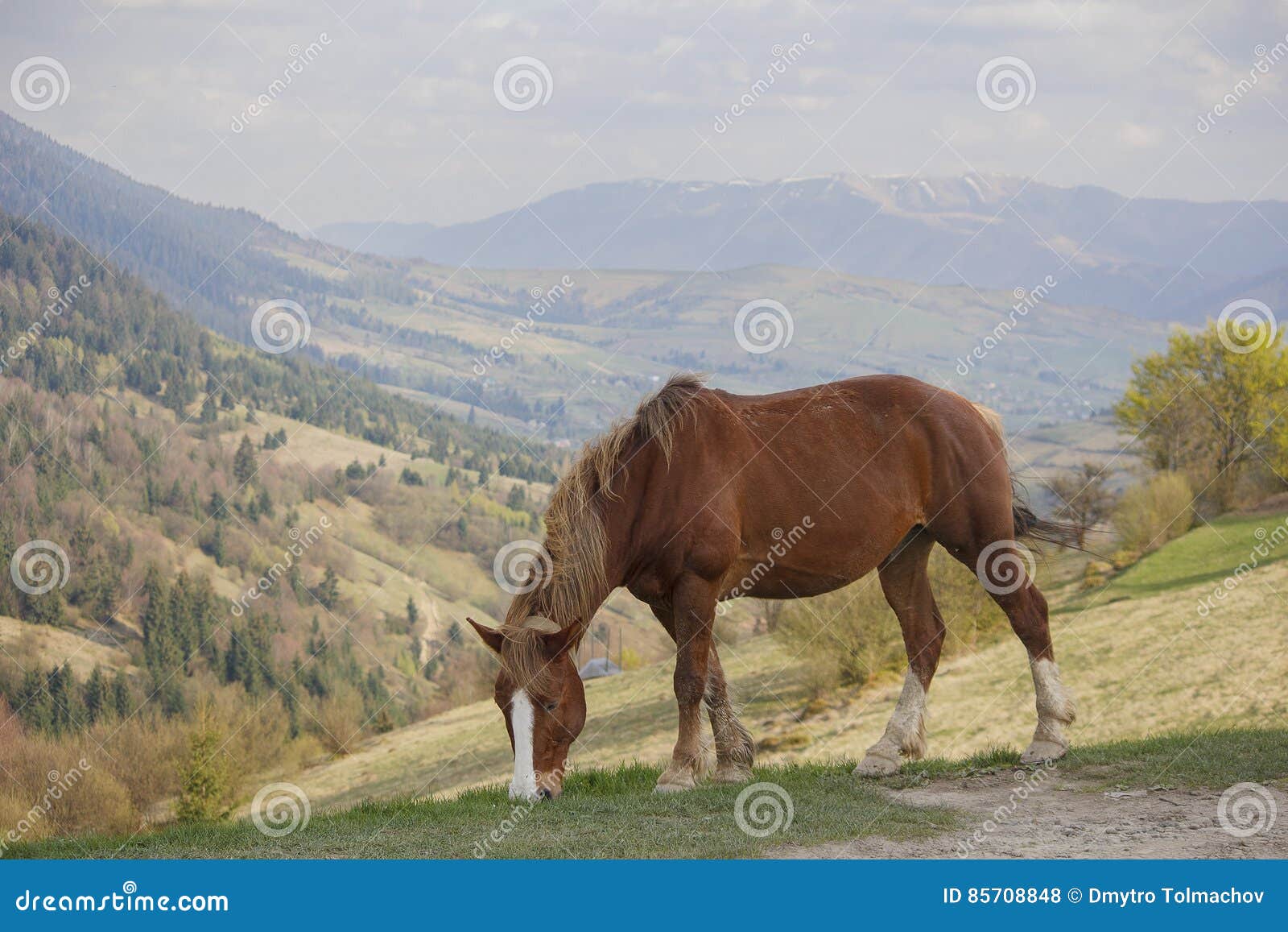 Het Bruine Paard Weiden Op Het Gazon Stock Foto - Image of ...