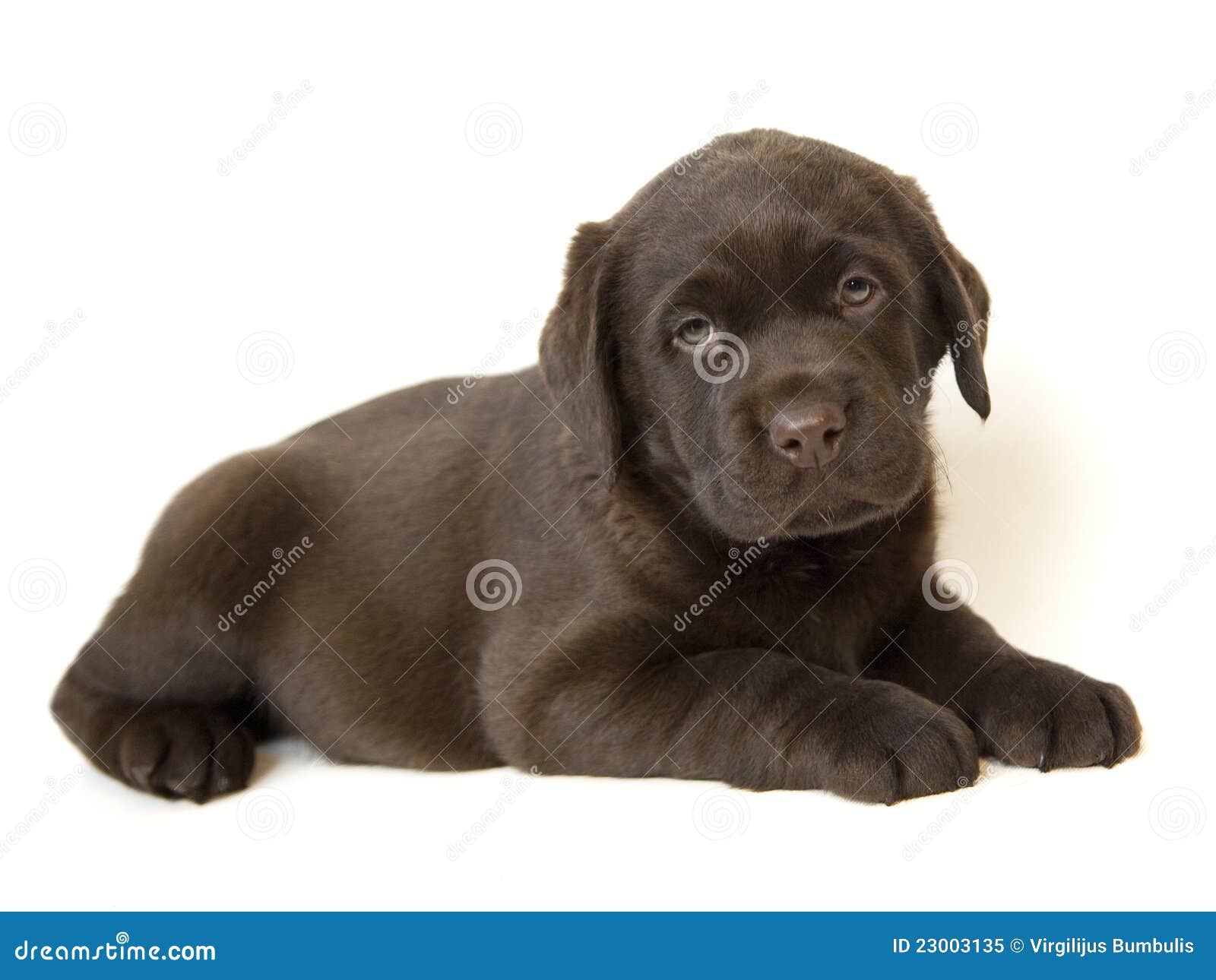 Het Bruine Puppy Van Labrador Stock Afbeelding - Image of ogen ...