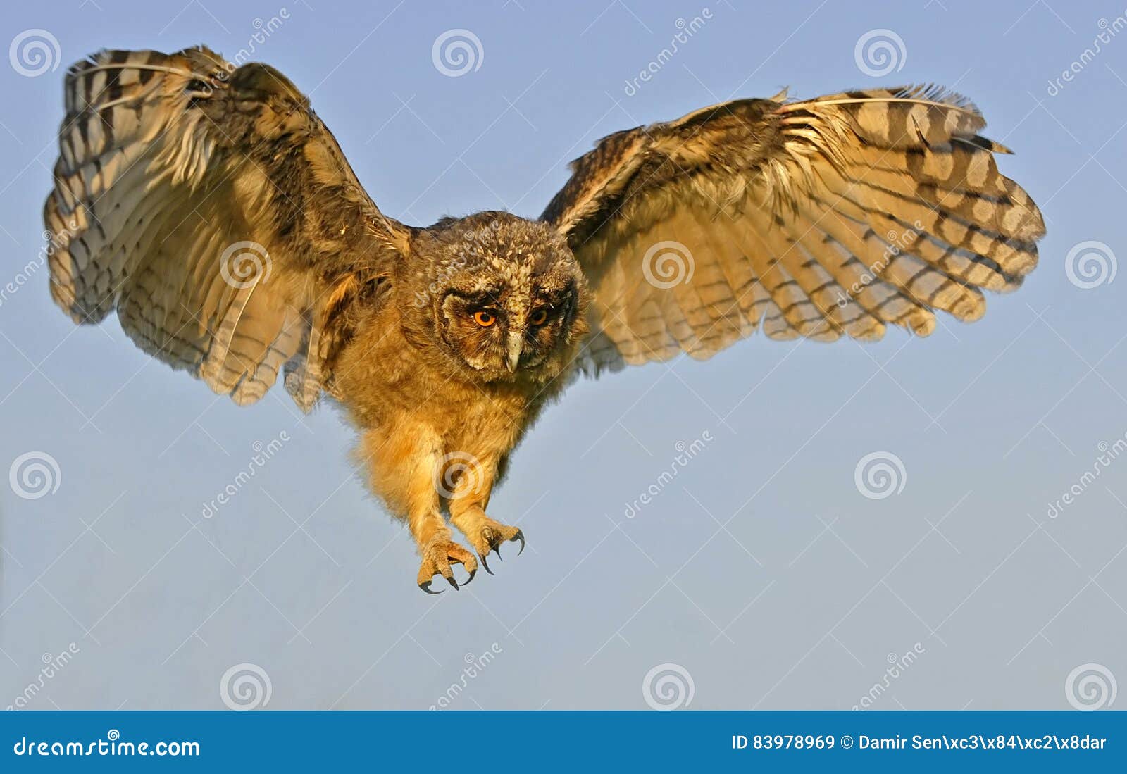 Het bruine uil landen stock afbeelding. Image of vogel - 83978969