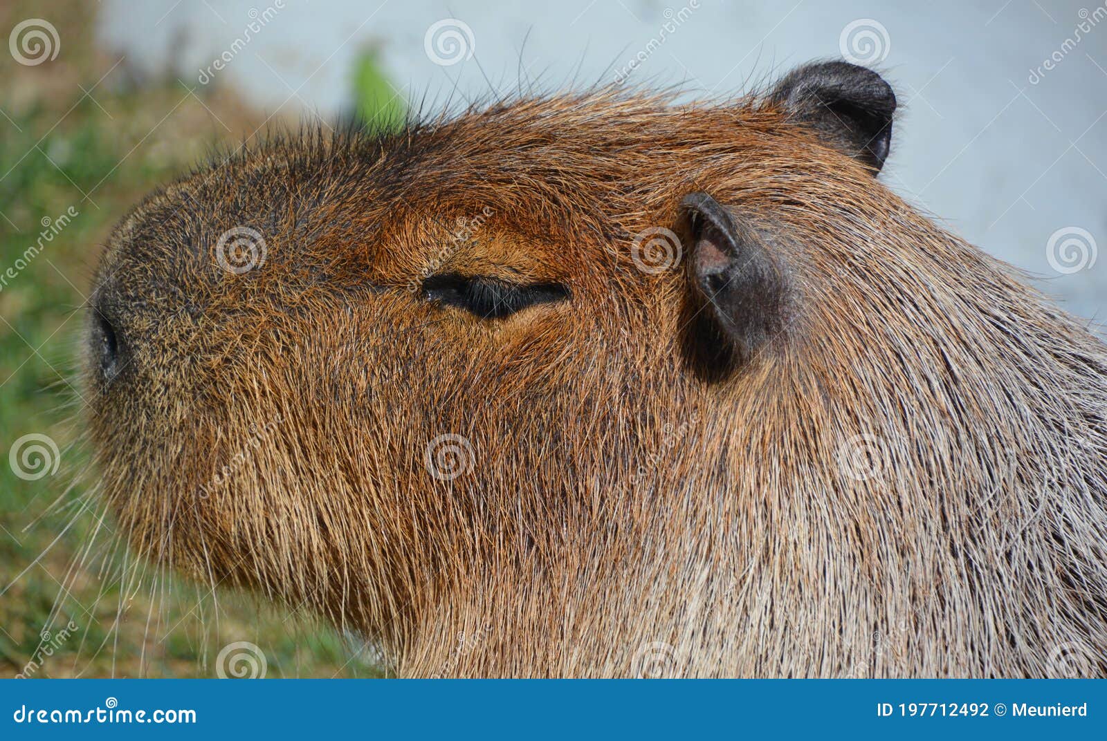 Het Capybara is Het Grootste Knaagdier Ter Wereld Stock Foto - Image of ... Het Capybara is Het Grootste Knaagdier Ter Wereld Stock Foto - Image of ...