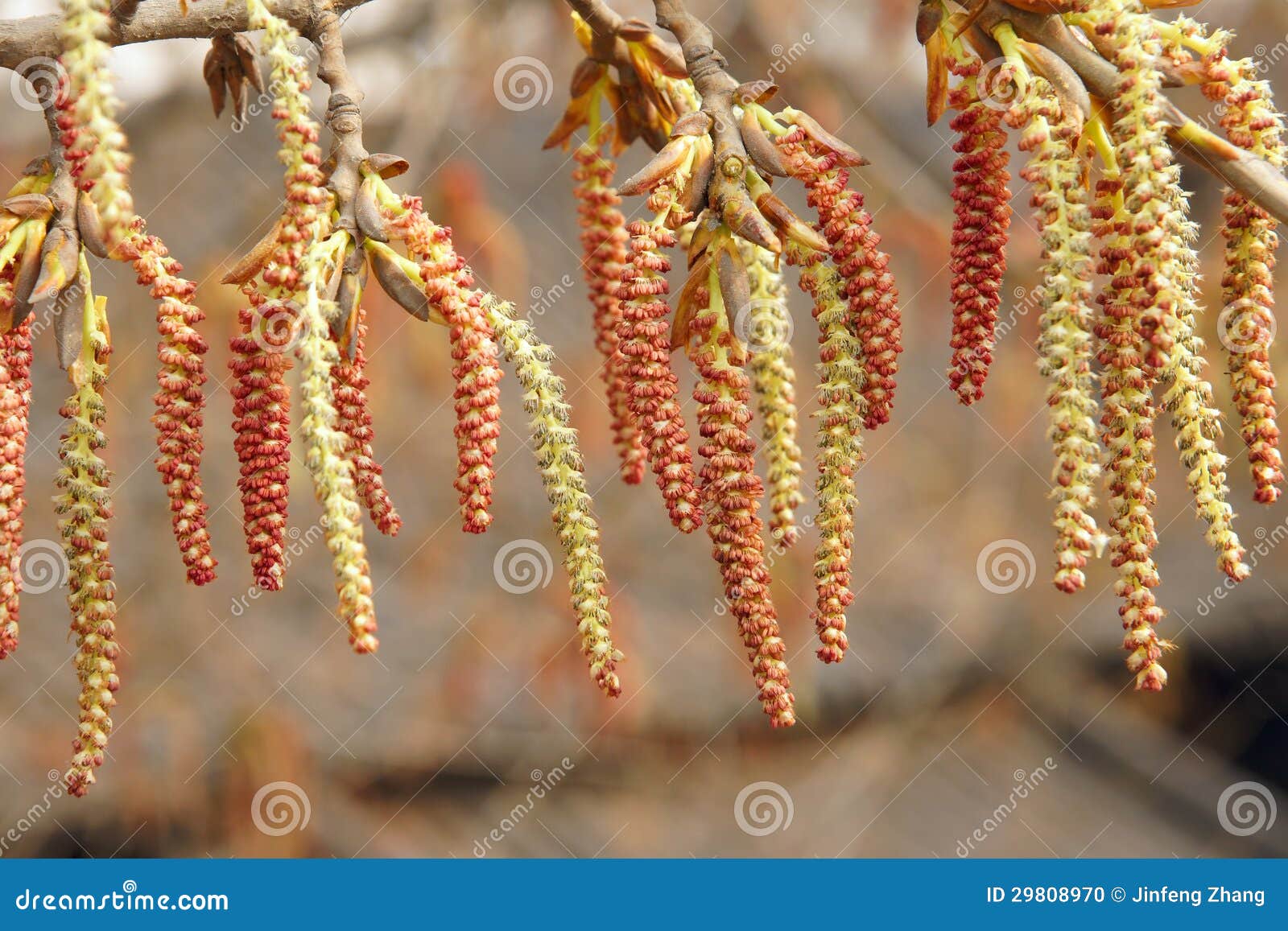 De bloem van de populier stock foto. Image of installatie - 29808970