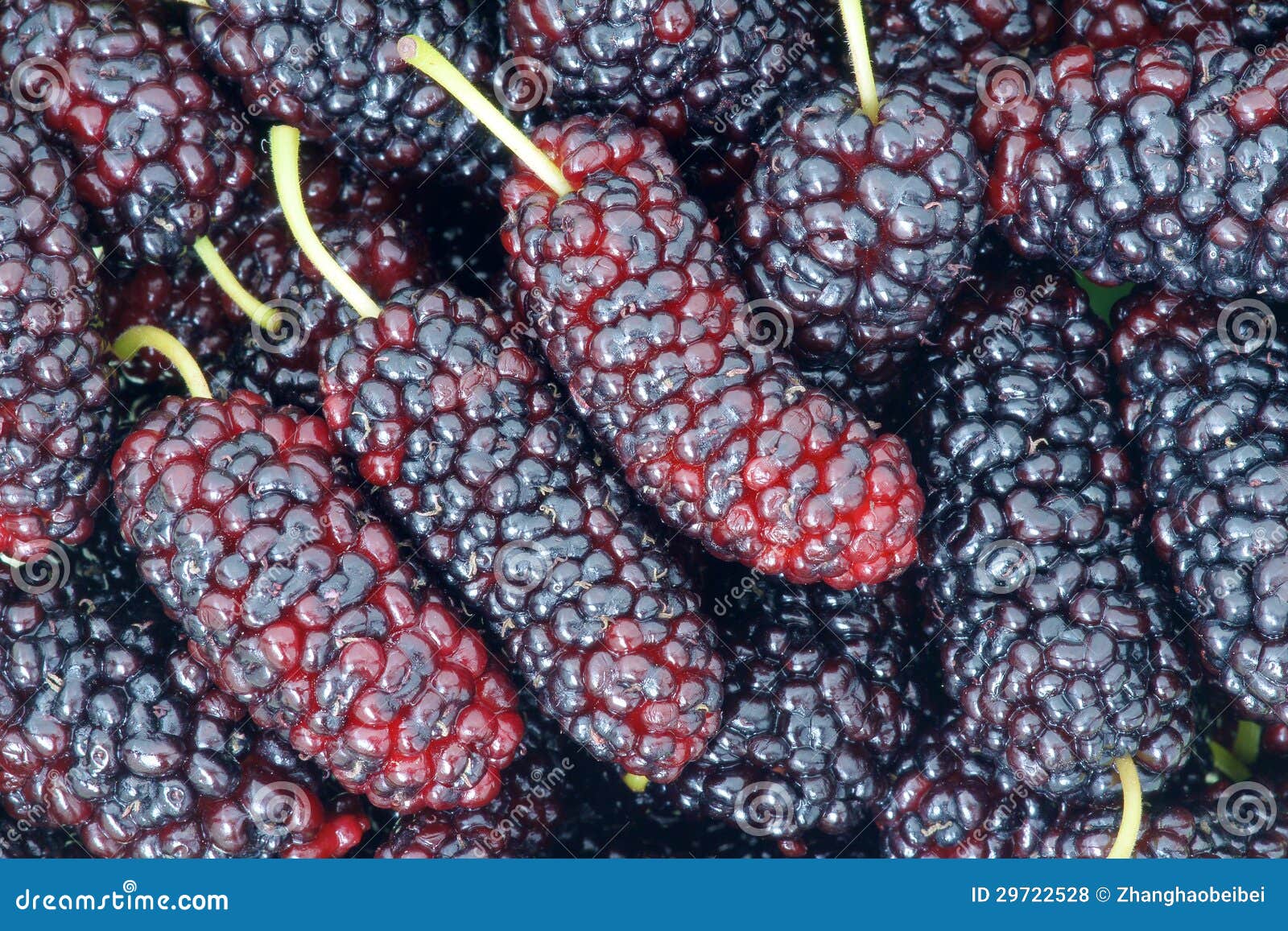 De Vruchten Van De Moerbeiboom Stock Foto - Image of rood, voedsel ...