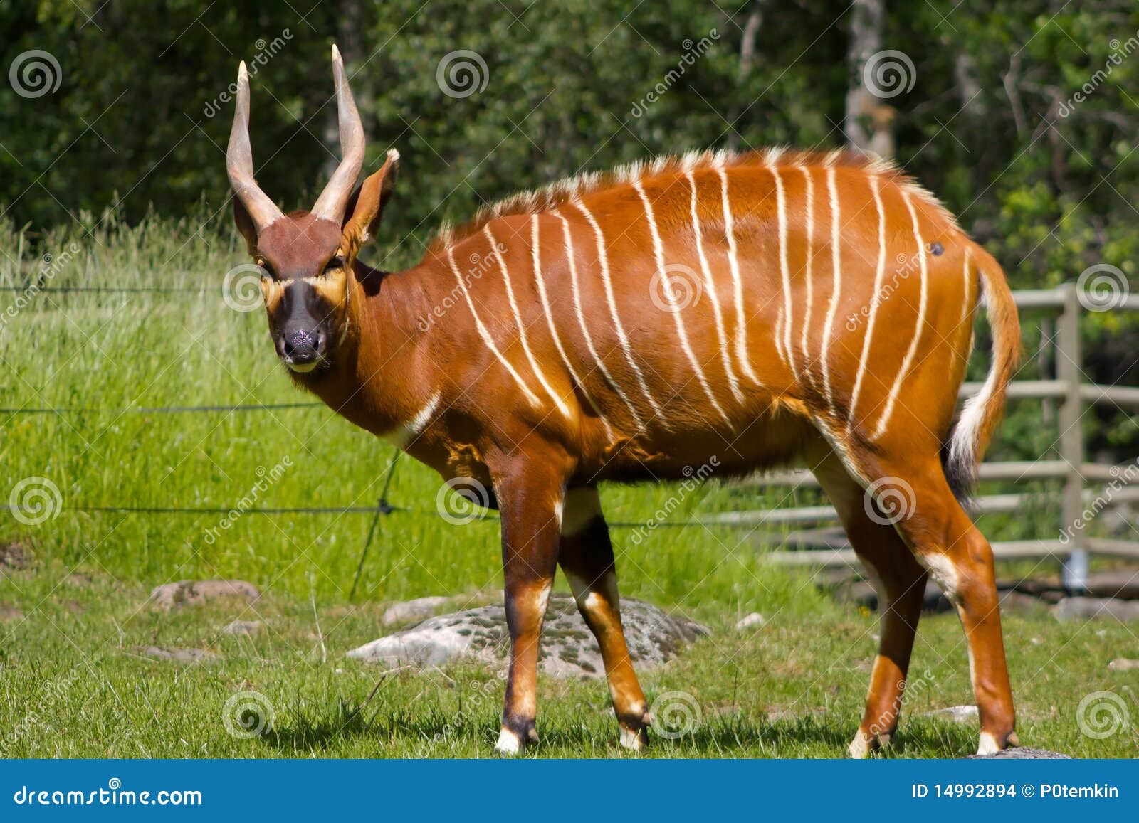 Het Contact Van Het Oog Van Antilope Stock Foto - Image of safari, wild ...