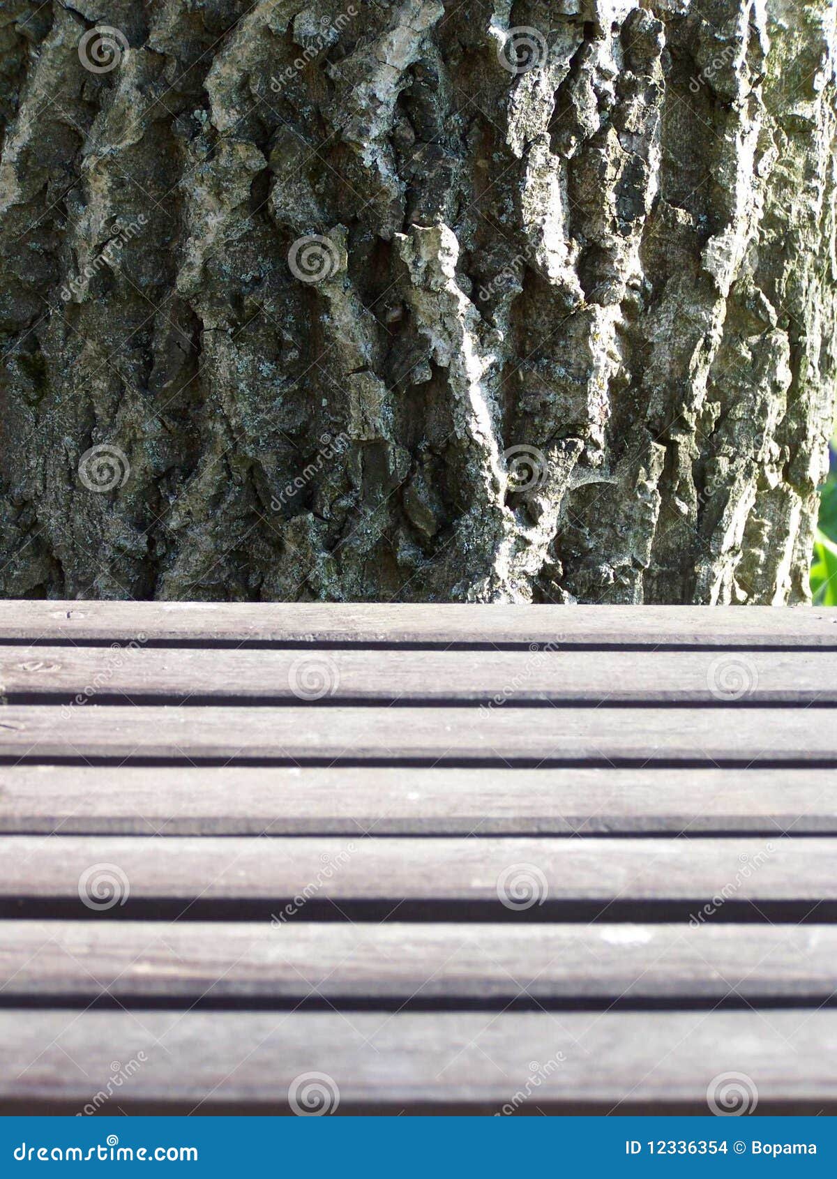 Het Contrast Van De Structuur Stock Foto - Image of huid, schors: 12336354