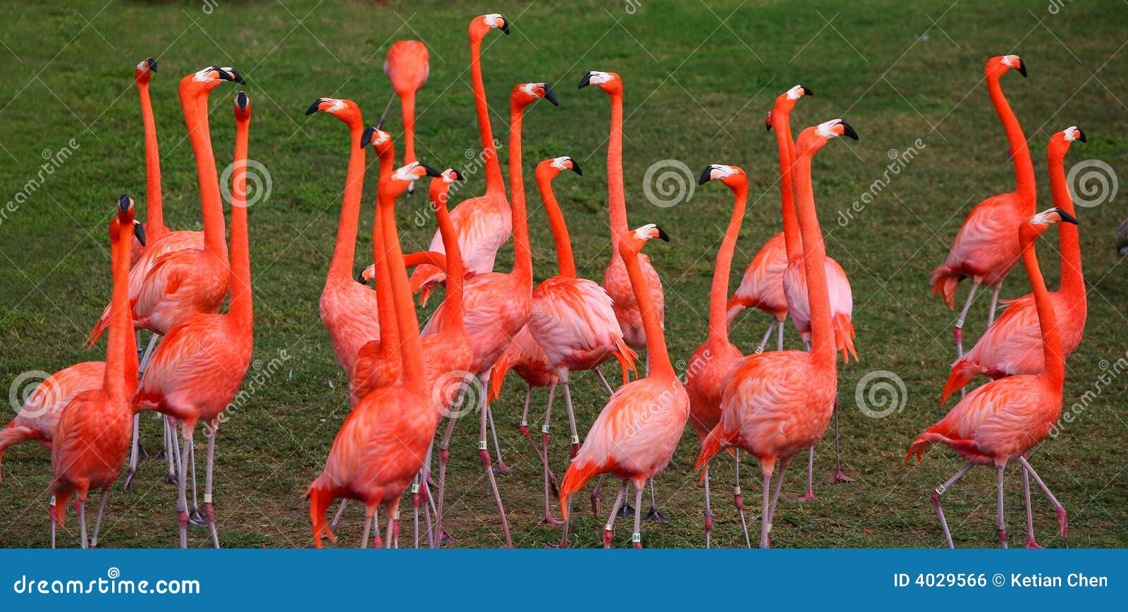 Het dansen Rode Flamingo stock foto. Image of gunst, papegaai - 4029566