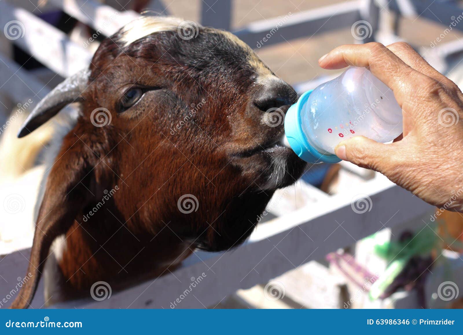 Het De Borst Geven Het Bruine Geit Eten Stock Foto - Image of bruin ...