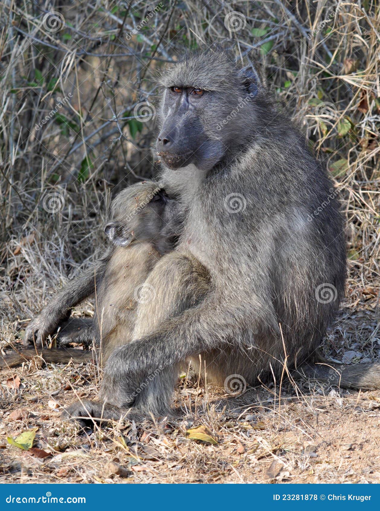 Het De Borst Geven Van De Baviaan Stock Foto - Image of wild, primaat ...