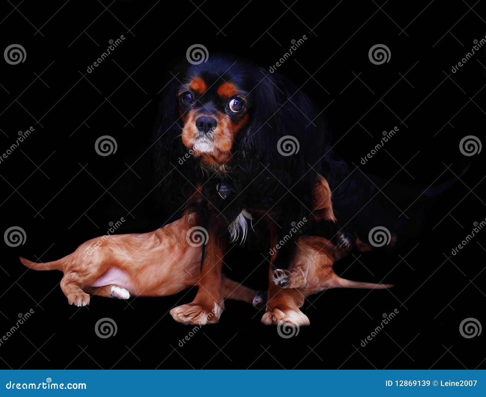 Het De Borst Geven Van De Hond Puppy Stock Afbeelding - Image of ...
