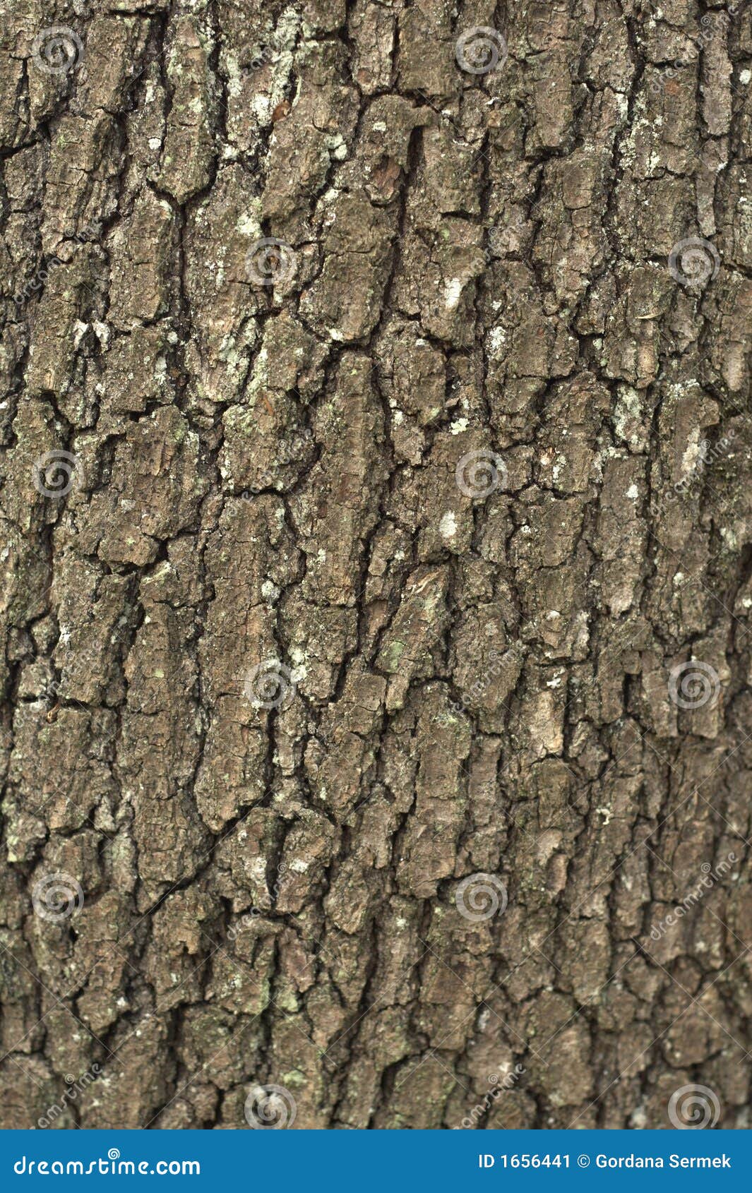 Het detail van de boomstam stock afbeelding. Image of koel - 1656441