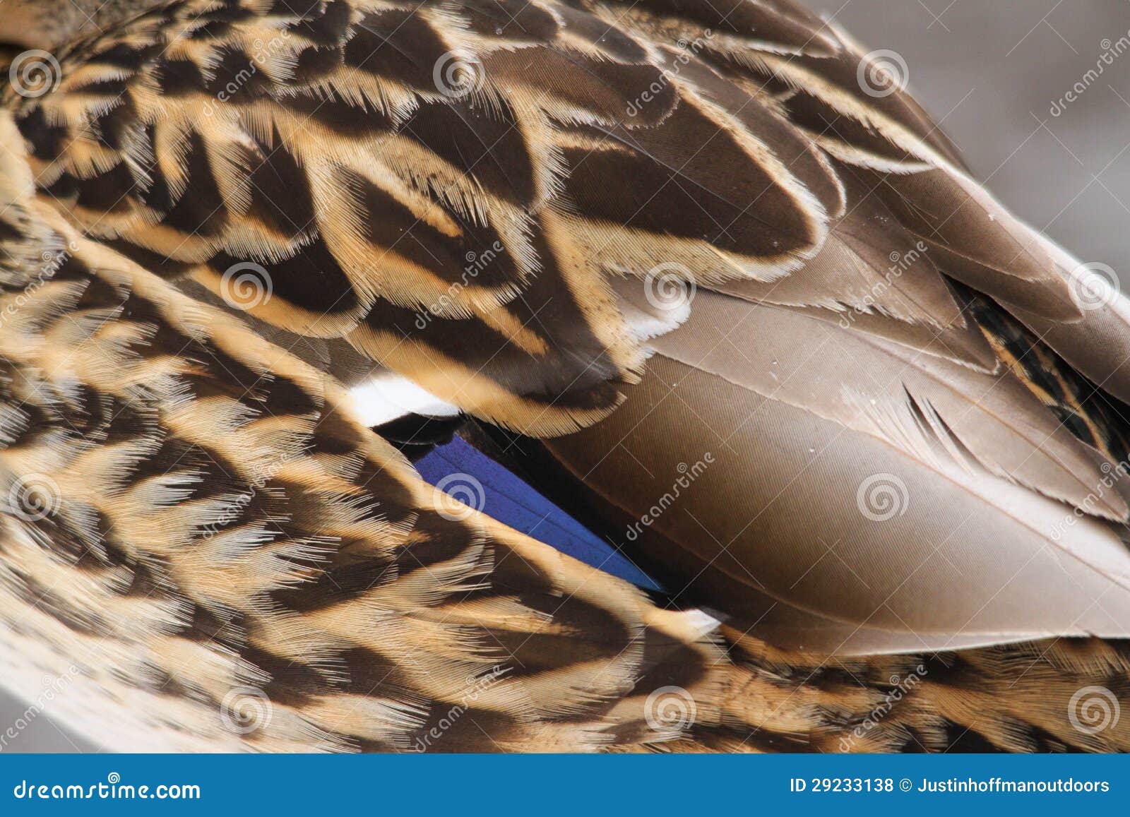 Het Detail Van De Veer Van De Vleugel Van De Eend Van De Wilde Eend ...