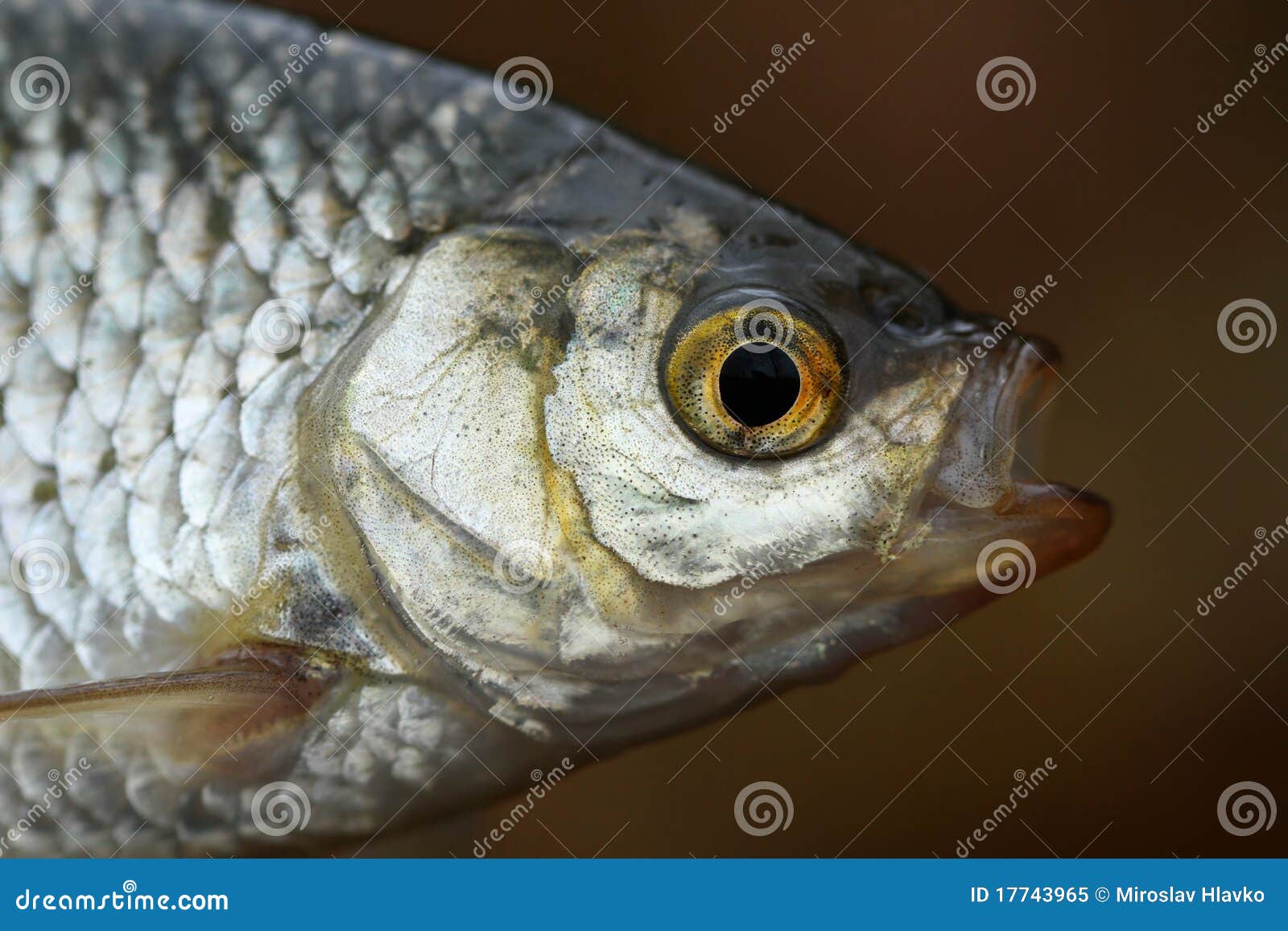 Het detail van de voorn stock afbeelding. Image of peddel - 17743965