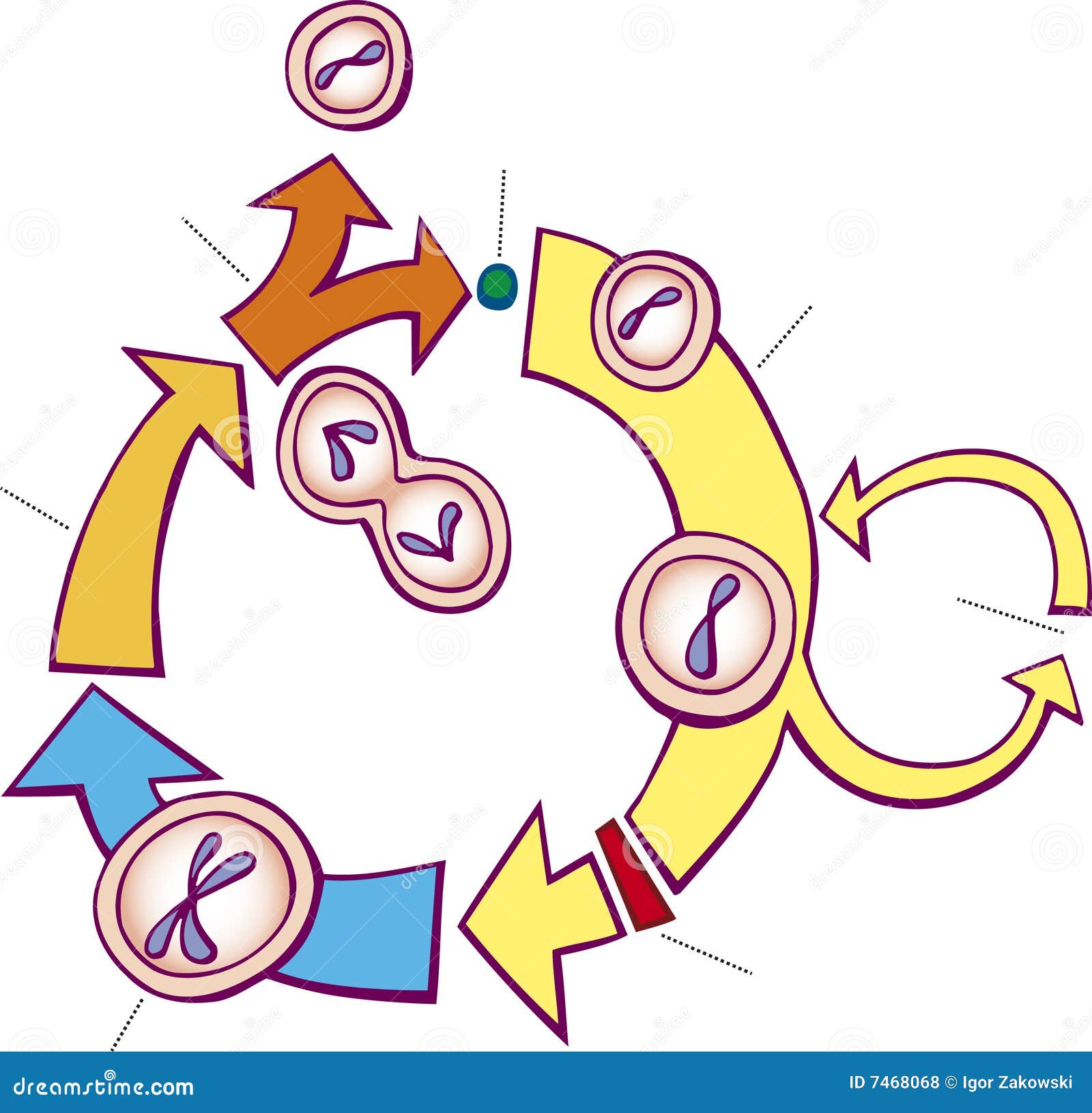 Het diagram van de mitose vector illustratie. Illustration of mitose ...
