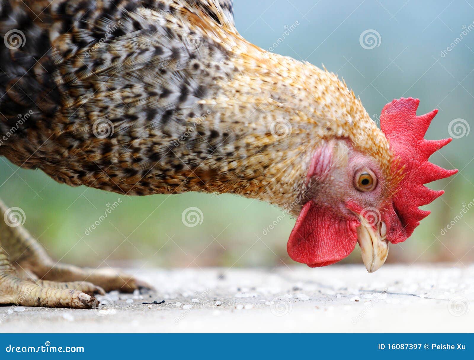 Het Dier, De Geacclimatiseerde Kip, Stock Afbeelding - Image of haan ...