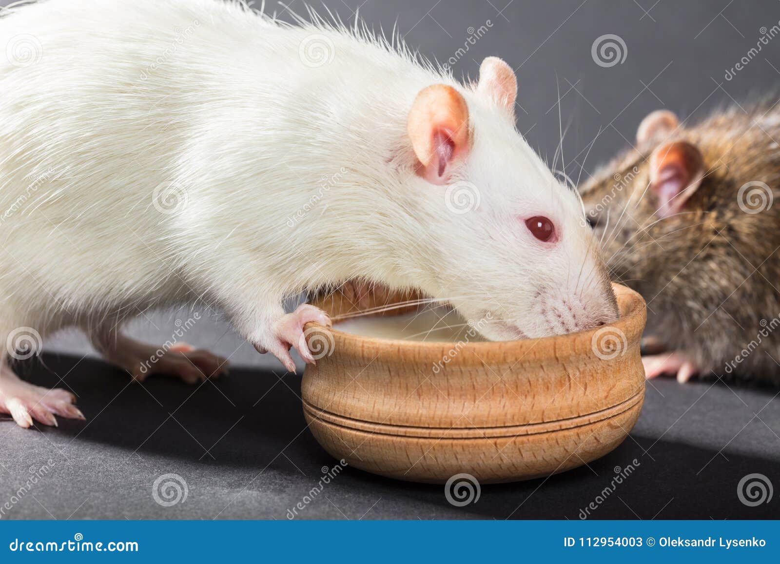 Het Dierlijke Witte Rat Eten Stock Afbeelding - Image of zitting, dier ...