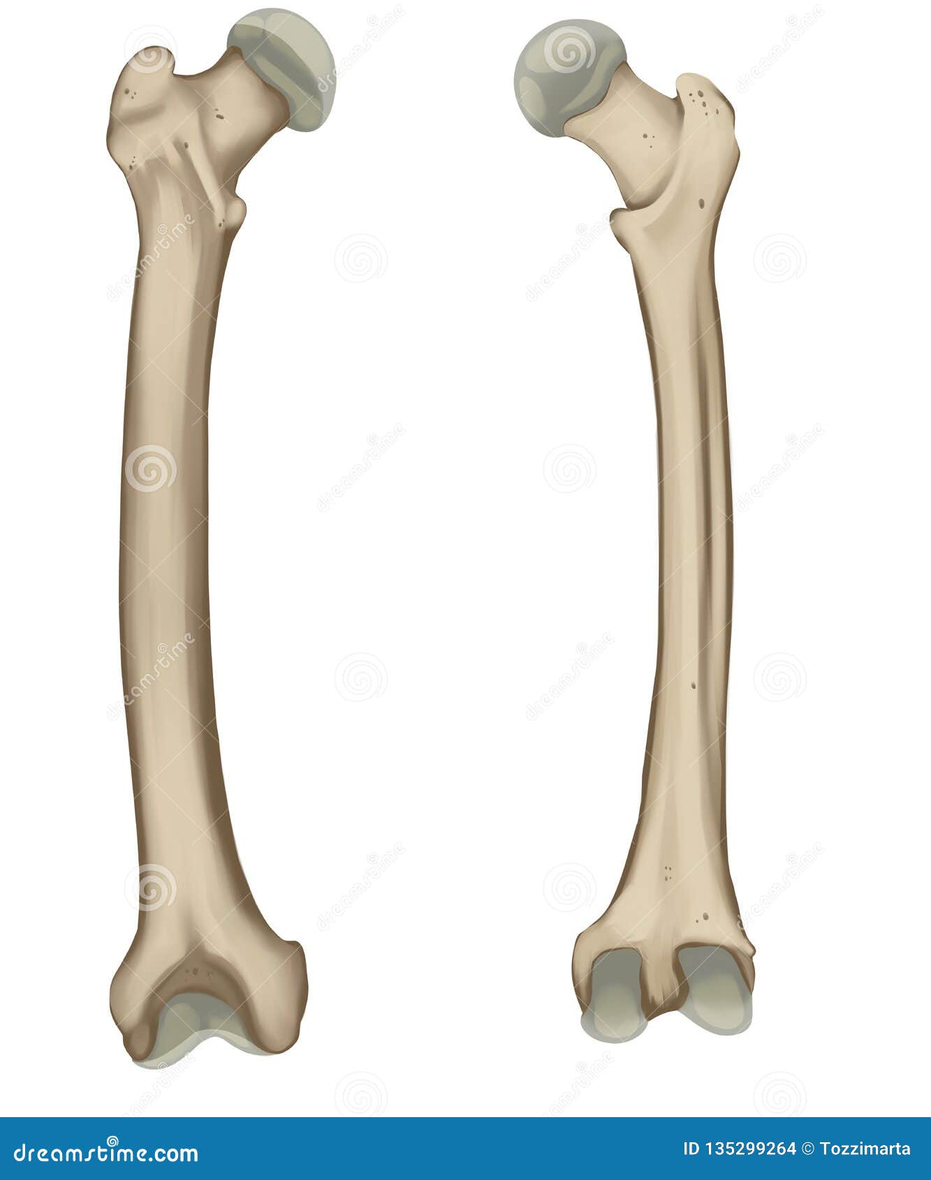 Het dijbeen of dijbeen stock foto. Illustration of lymfe - 135299264