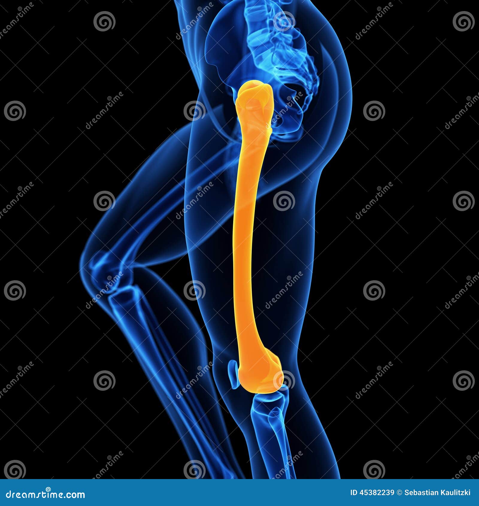 Het dijbeen stock illustratie. Illustration of biologie - 45382239