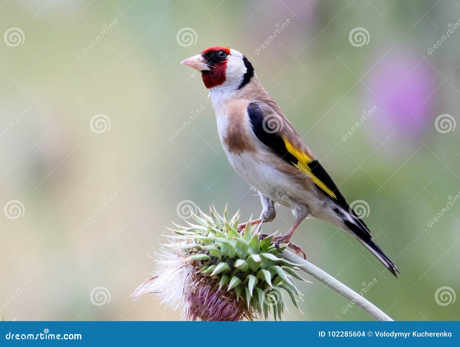Het Distelvink Dichte Omhooggaande Portret Stock Foto - Image of ...