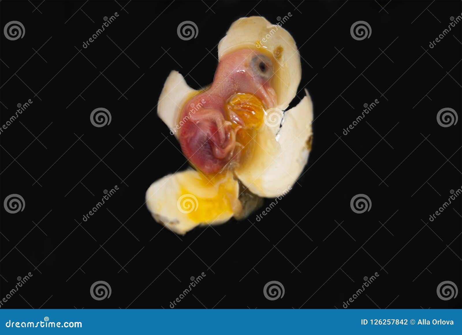 Het Dode Embryo Van Een Duif` S Vogel Stock Foto - Image of dier, klein ...