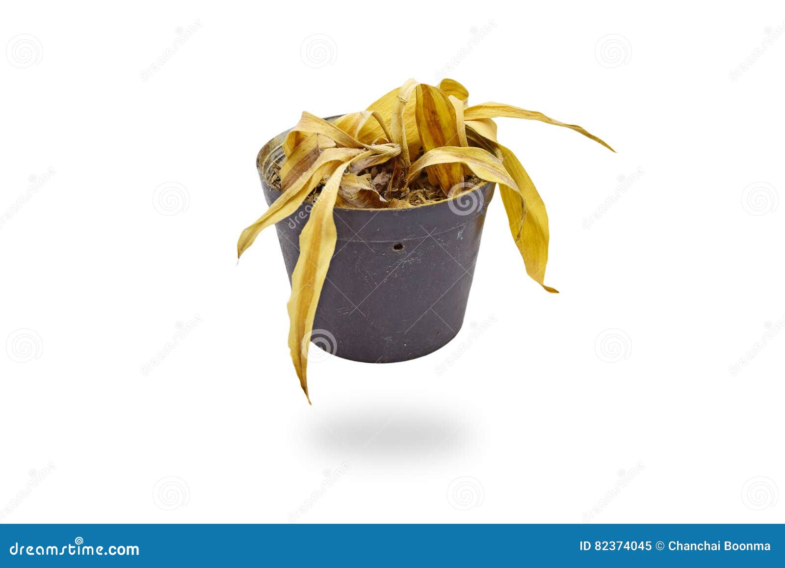 Het dode planten stock afbeelding. Image of achtergrond - 82374045