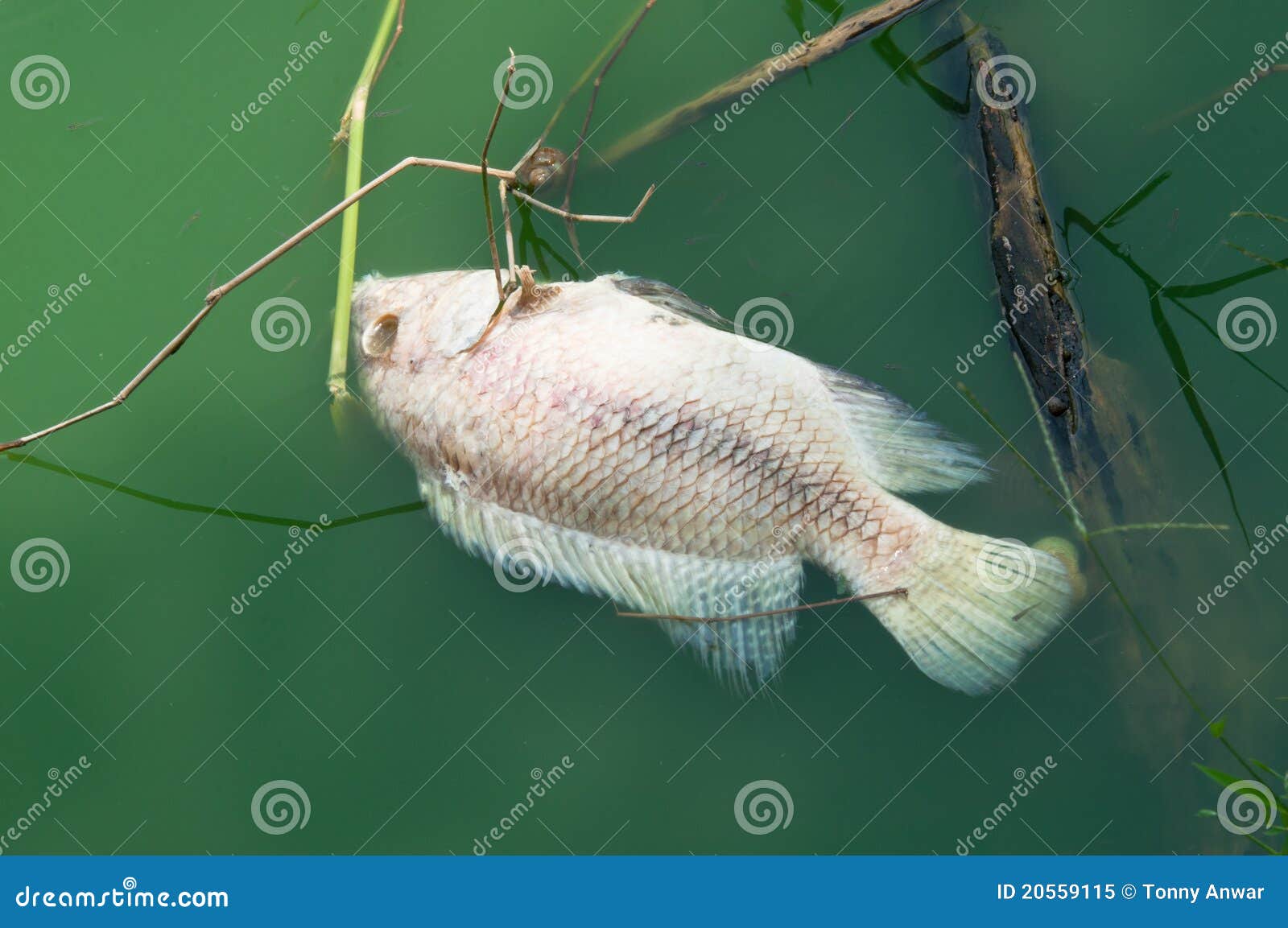 Het drijven Dode Vissen stock afbeelding. Image of bederf - 20559115