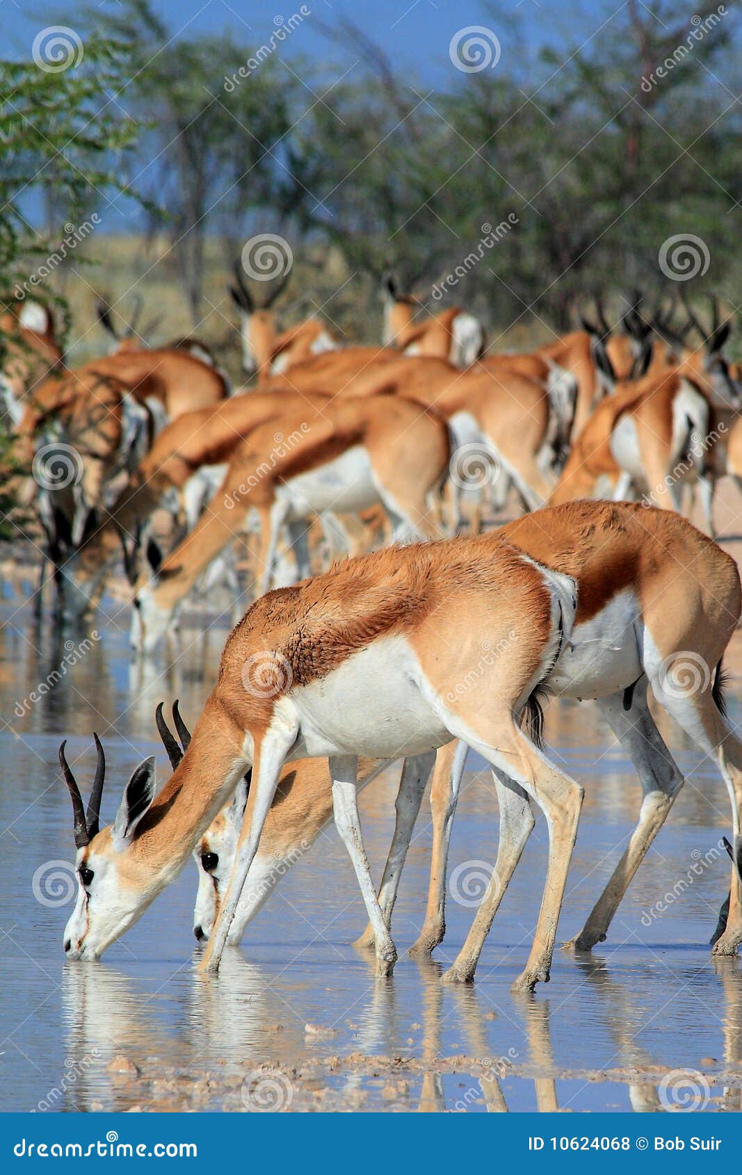 Het Drinken Van De Springbok Stock Foto - Image of drank, antilope ...