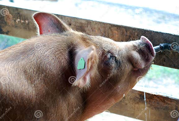 Het Drinkwater Van Het Varken Stock Afbeelding - Image of groen ...