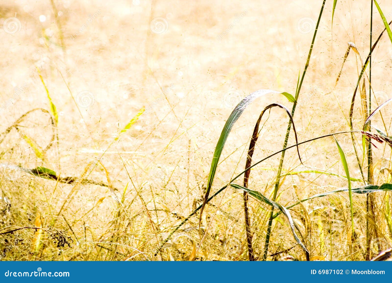 Het Droge Gebied Van Het Gras Stock Foto - Image of gras, vrede: 6987102