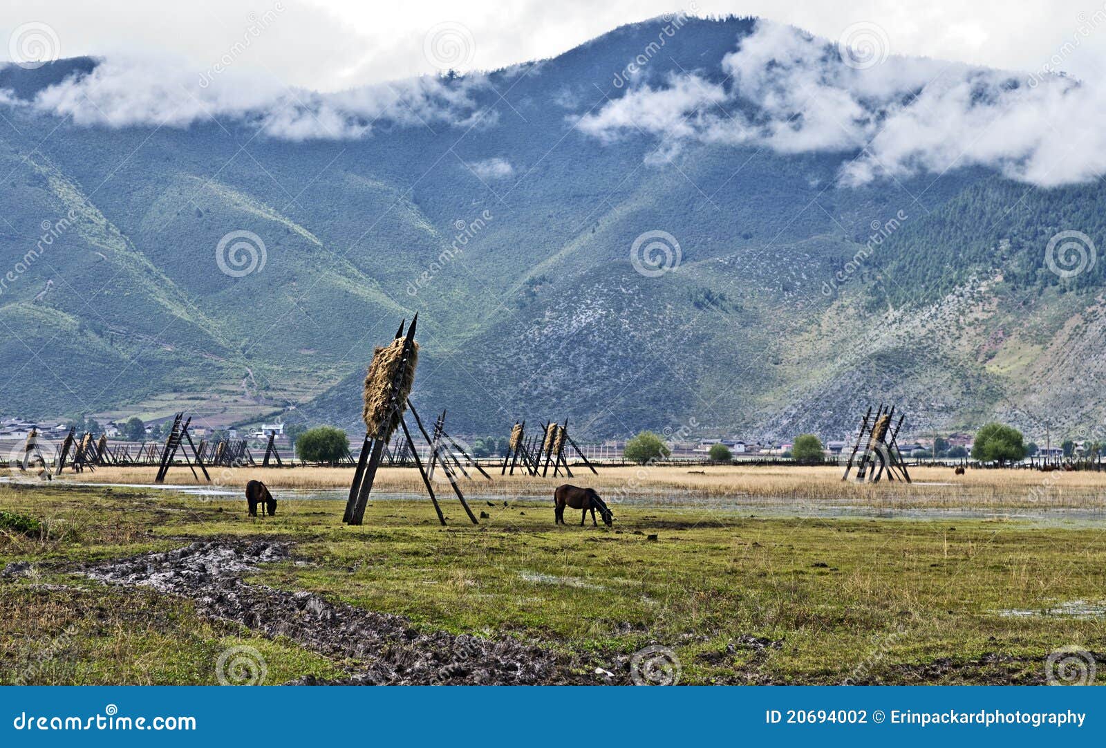 Het Drogen Van Het Hooi in Tibet Stock Foto - Image of prairie, weide ...