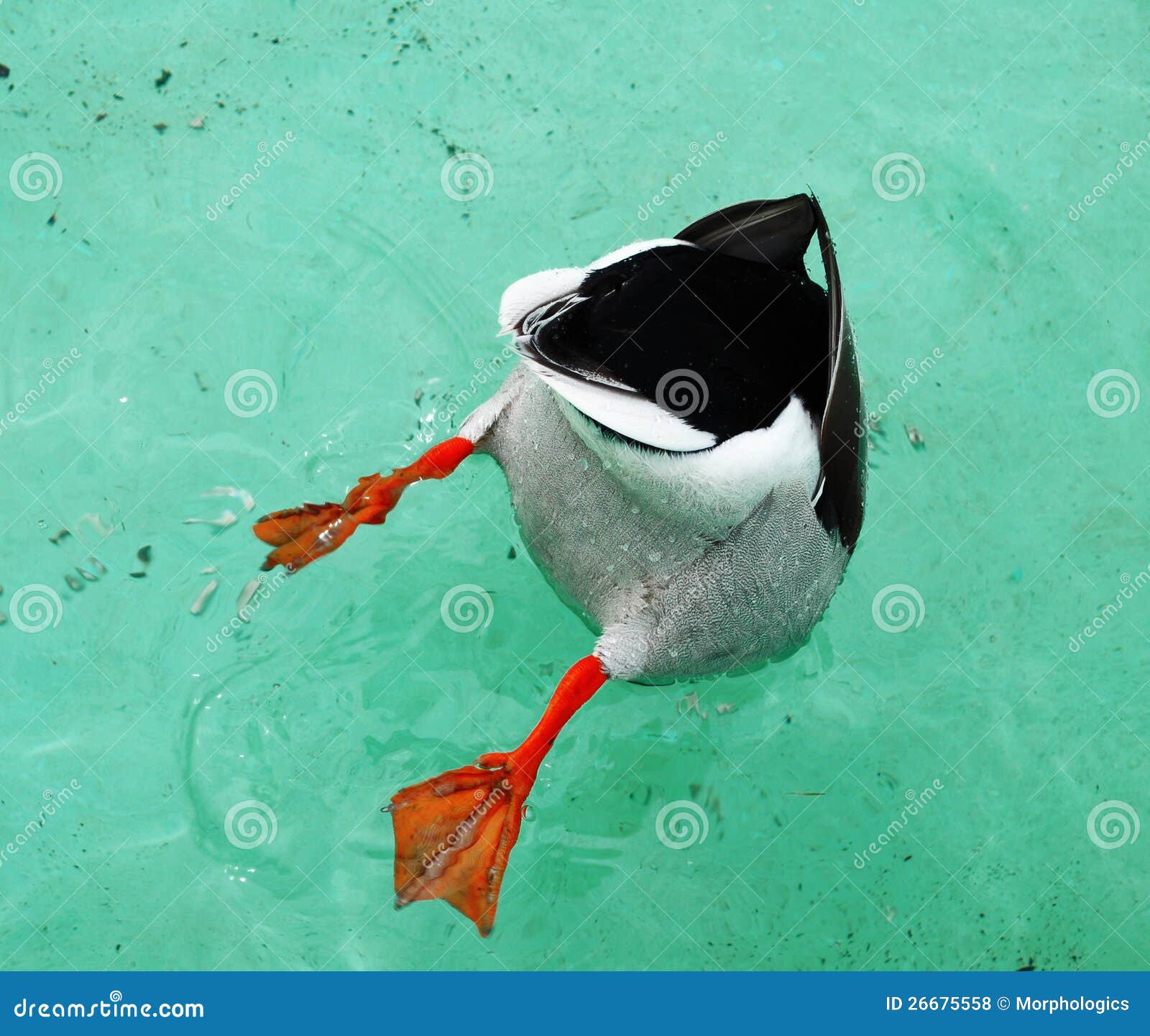 Het duiken eend stock foto. Image of veer, sinaasappel - 26675558