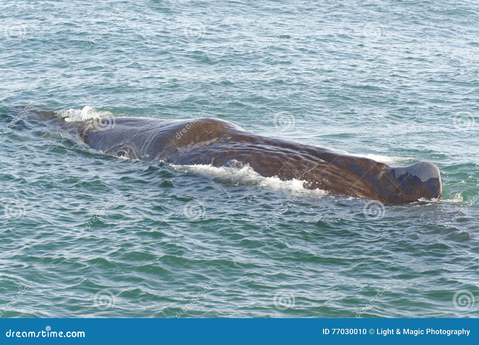 Het Duiken Potvis, Nieuw Zeeland Stock Foto - Image of roofdier ...