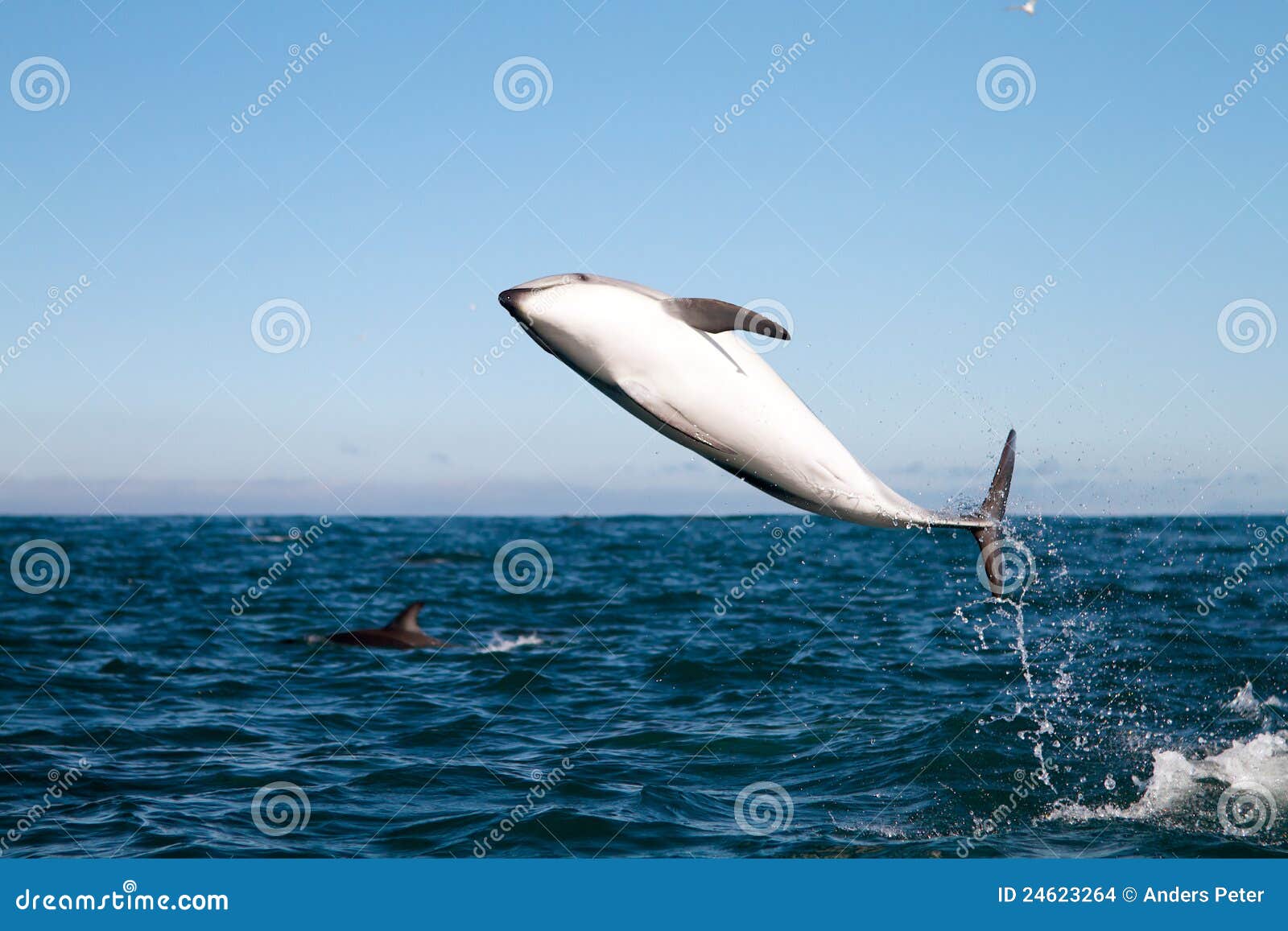 Het Duistere Dolfijn Springen Stock Foto - Image of dier, springen ...