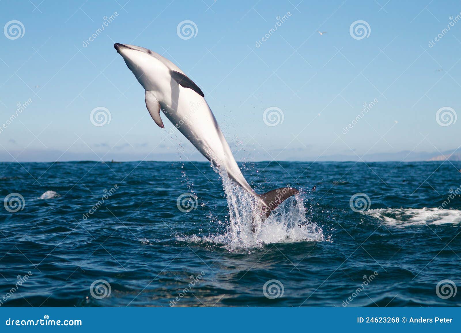 Het Duistere Dolfijn Springen Stock Foto - Image of vreedzaam, sprong ...