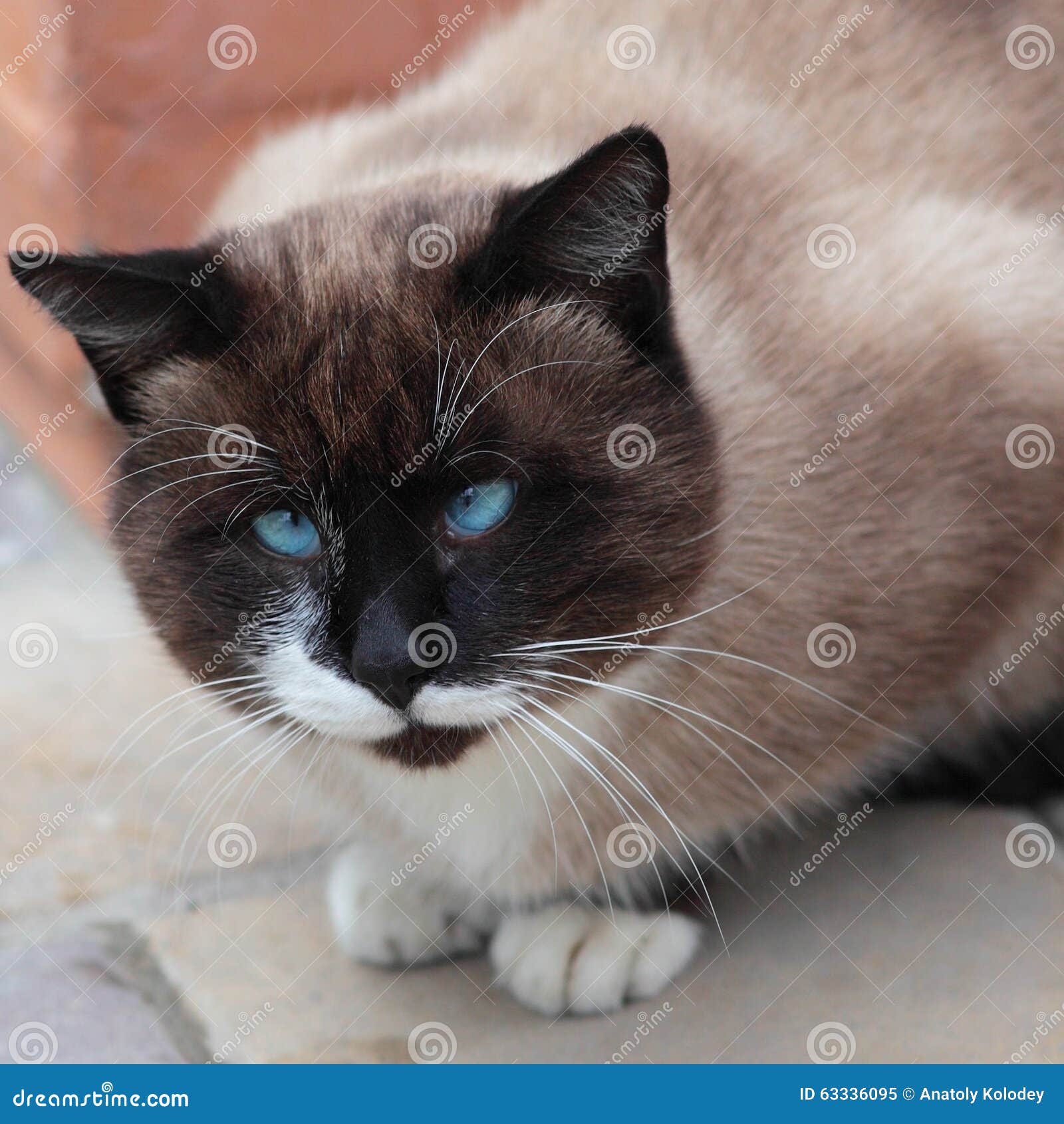 Het Dwaze Kijken Schele Kat Stock Afbeelding - Image of leuk, zoogdier ...