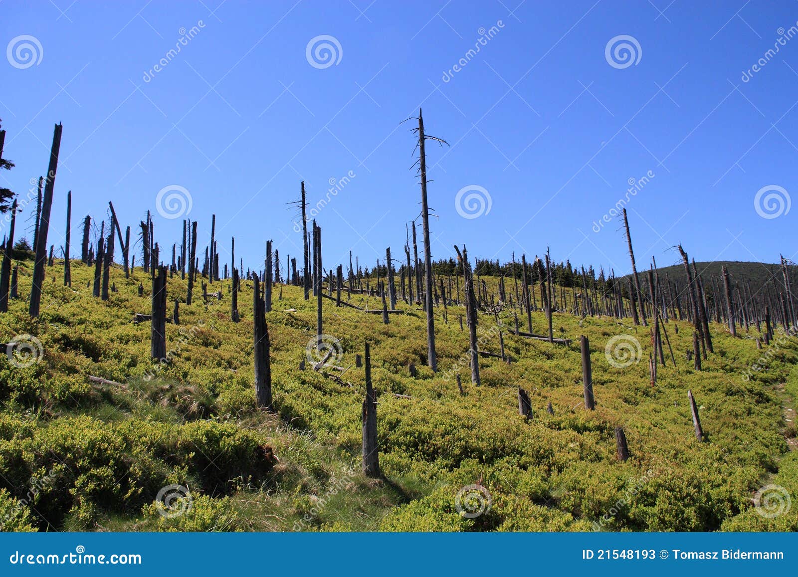 Het Effect Van De Zure Regen Stock Afbeelding - Image of zuurrijk ...