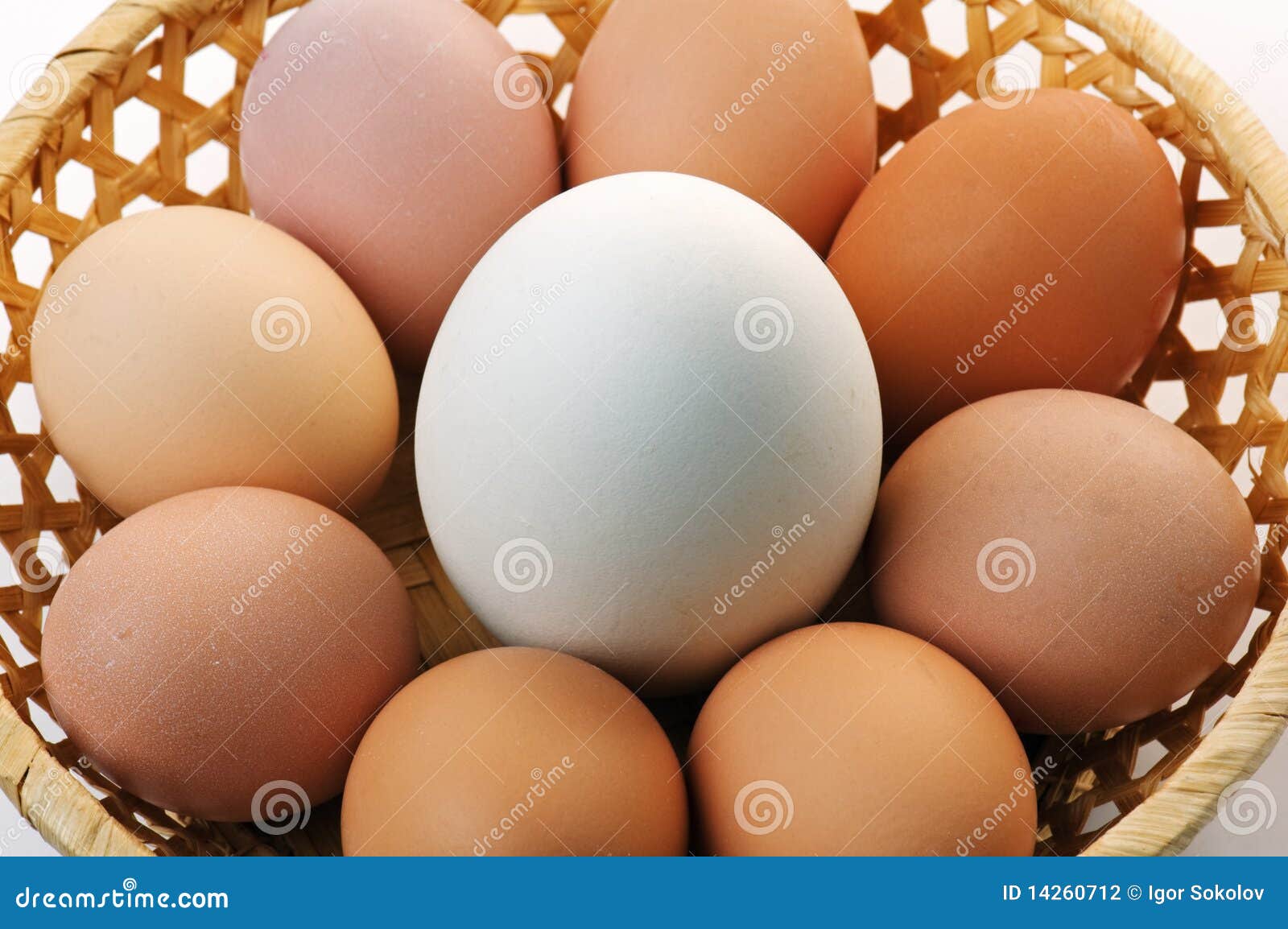 Het ei van de gans en ei stock foto. Image of dier, frans - 14260712