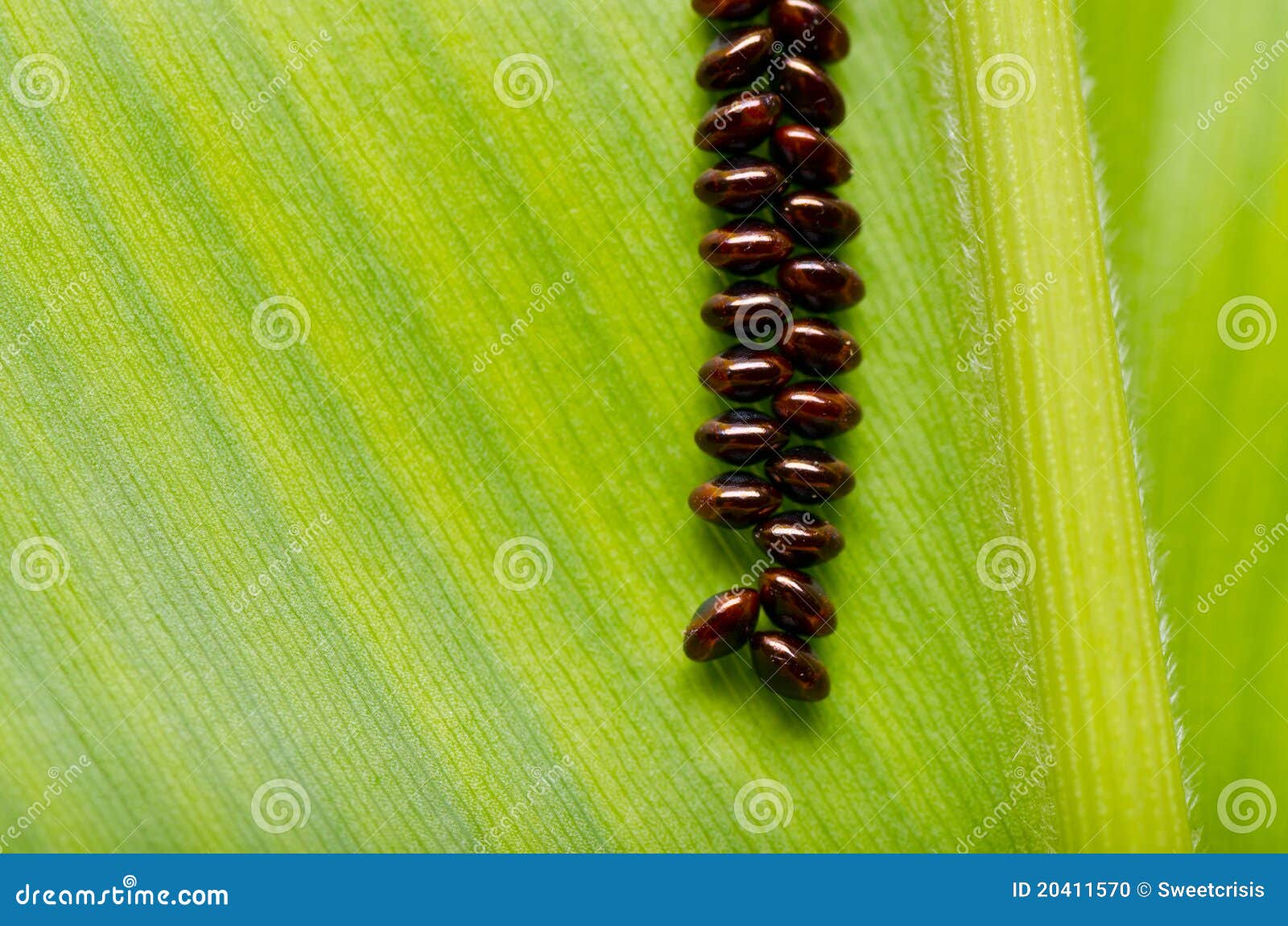 Het Ei Van De Vlinder Op Groen Blad Stock Foto - Image of blad, leven ...