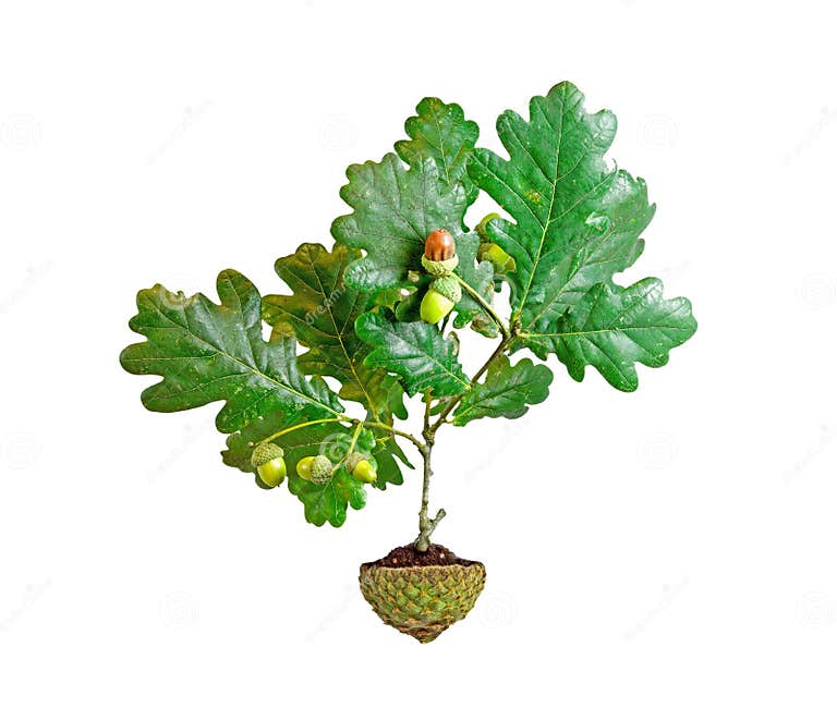 Het Eiken Boom Groeien Van Grond in Eikelkop Stock Foto - Image of vrij ...