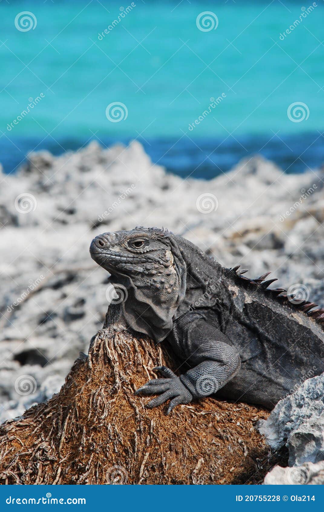 Het eiland van de leguaan stock foto. Image of vakantie - 20755228