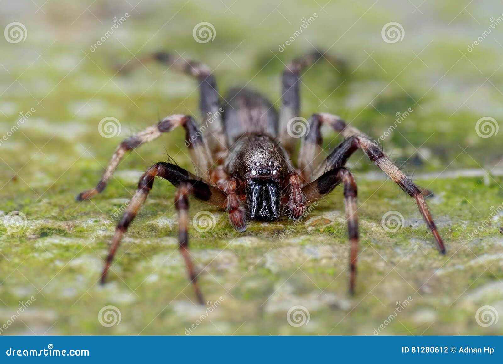 Het Enge Kijken Zwarte Spin Stock Foto - Image of entomologie, groen ...