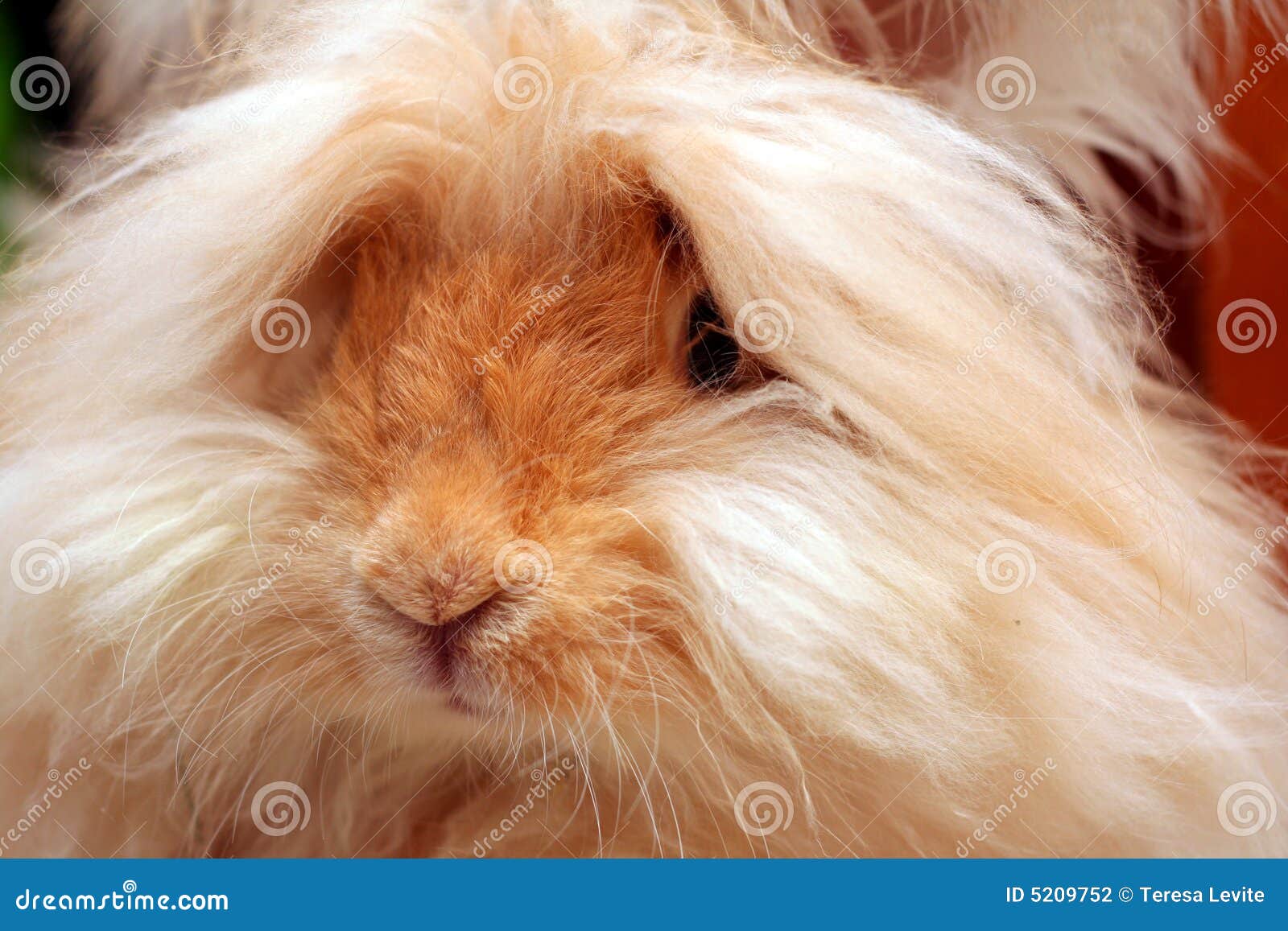 Het Engelse Angora Konijn Van Het Konijntje Stock Foto - Image of ...