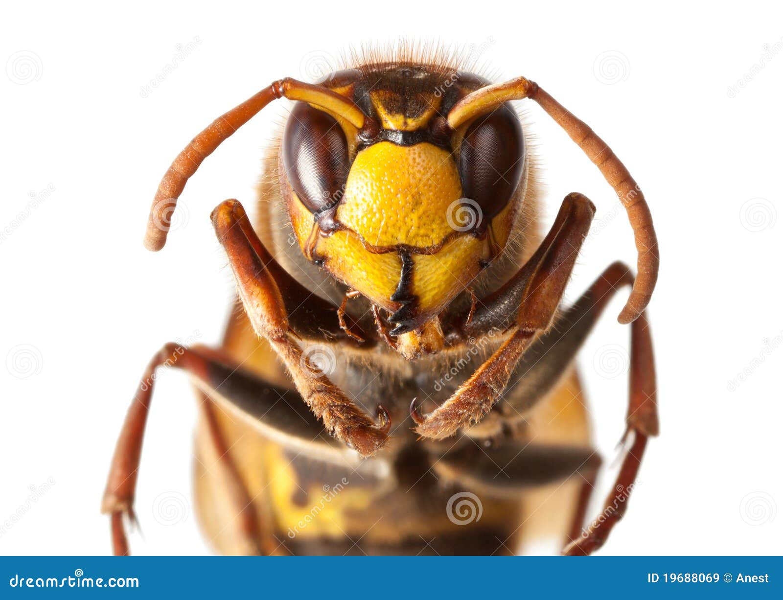 Het Engelse Gezicht Van De Horzel Stock Afbeelding - Image of kaken ...