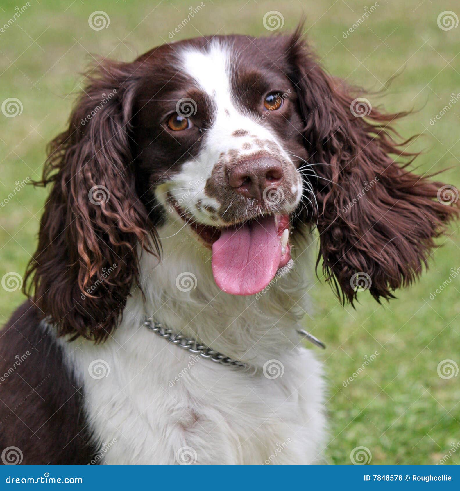 Het Engelse Spaniel Van De Aanzetsteen Stock Foto - Image of ...