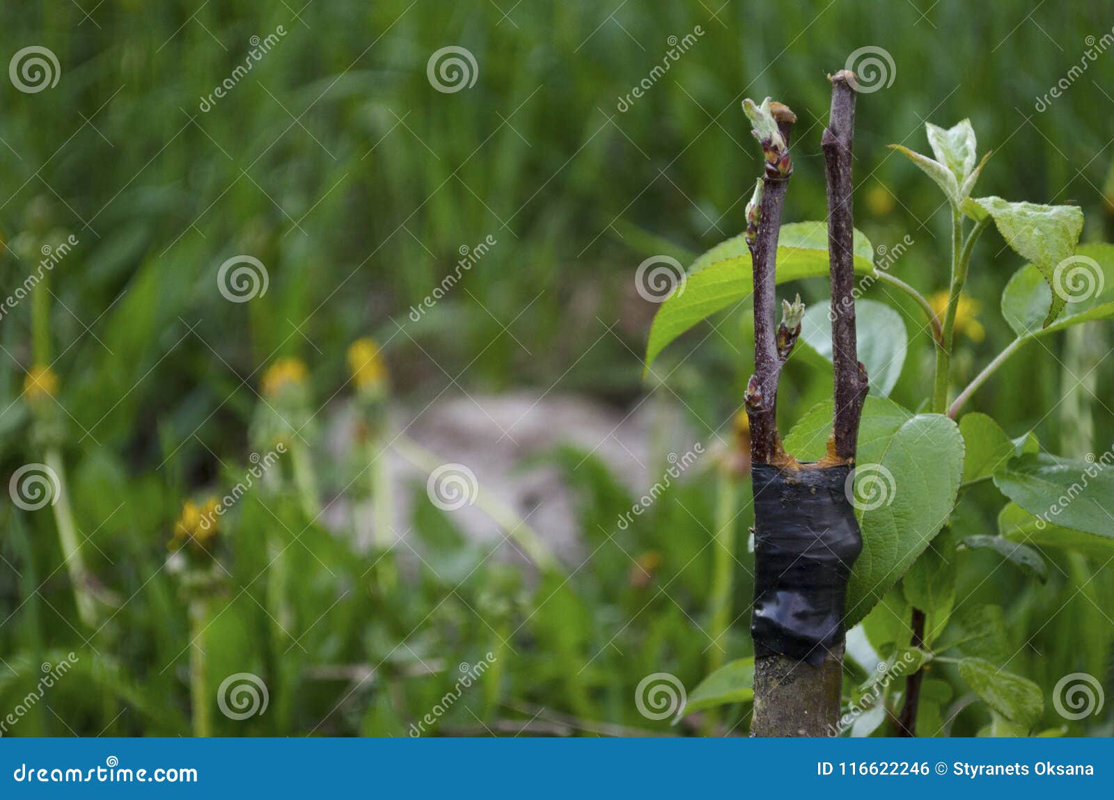 Het enten van fruitbomen stock foto. Image of organisch - 116622246
