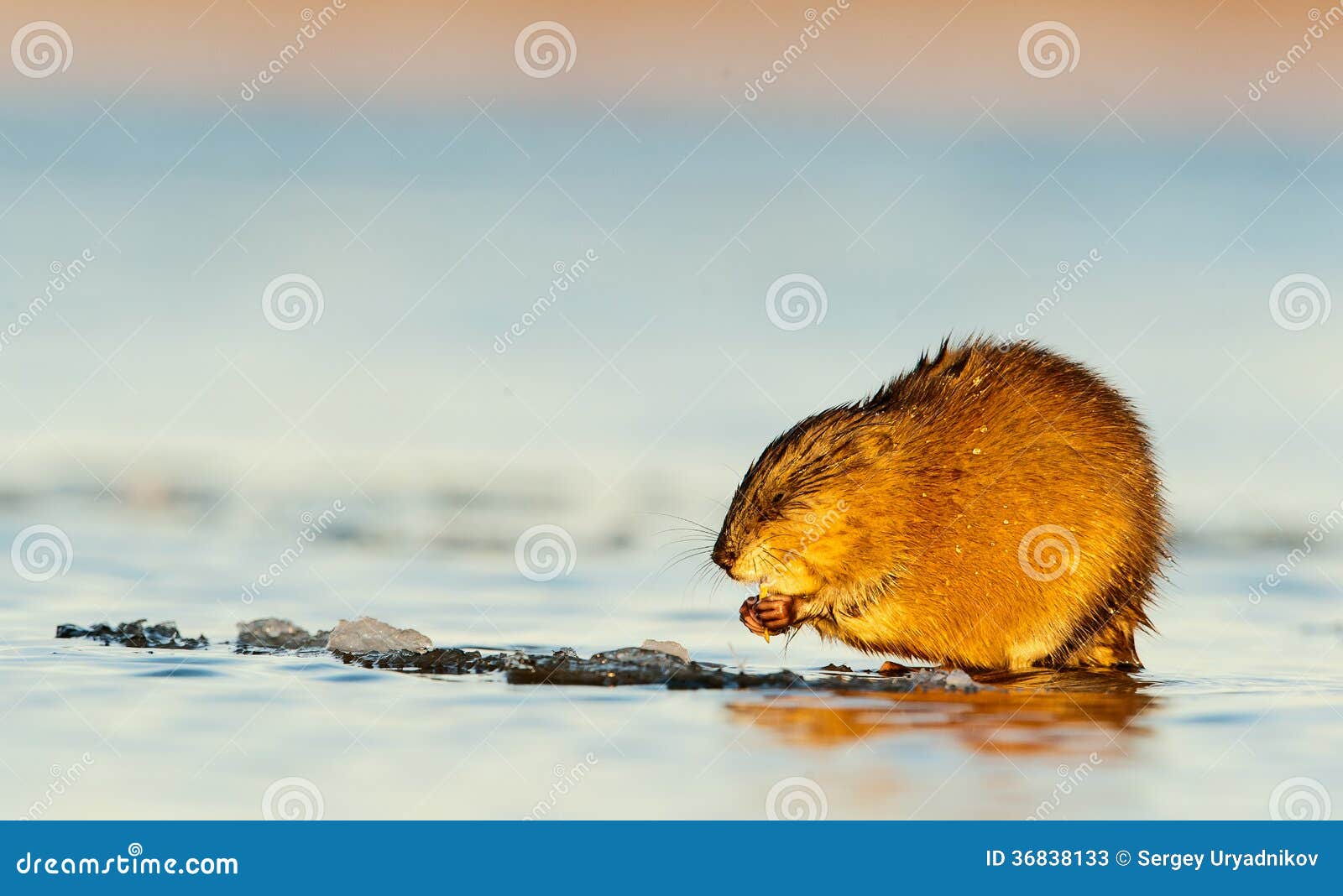 Het eten muskrat stock afbeelding. Image of muskusrat - 36838133